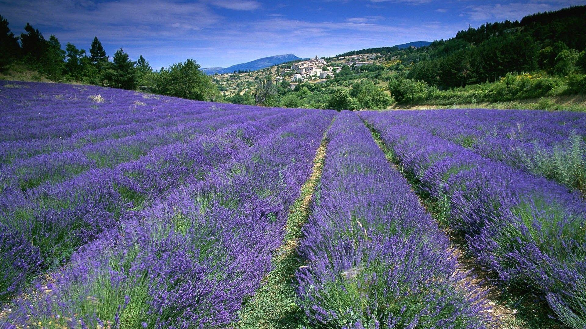 Fields France Wallpapers - Top Free Fields France Backgrounds ...