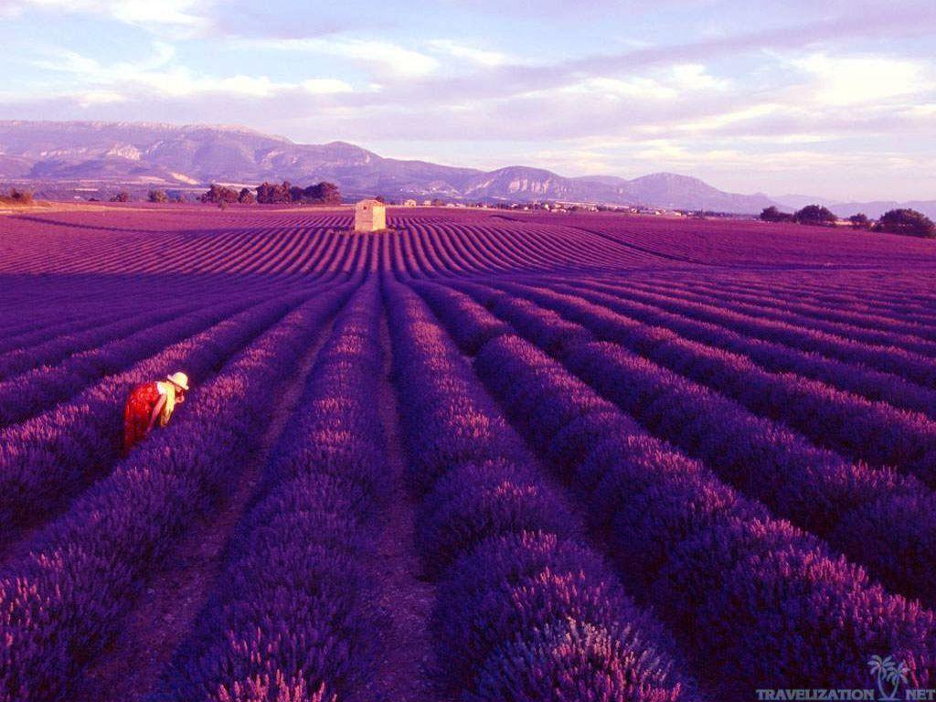 Fields France Wallpapers - Top Free Fields France Backgrounds ...