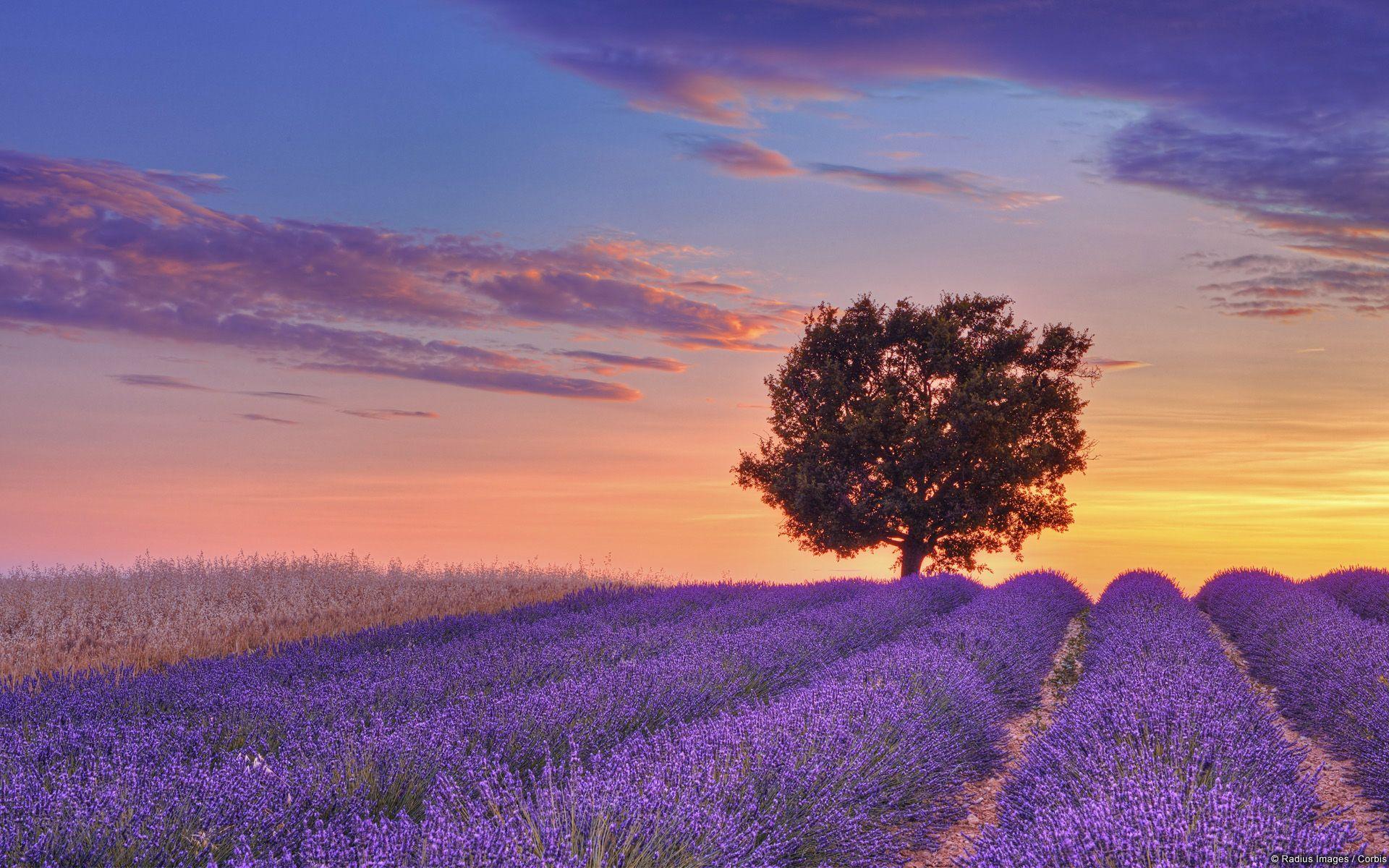 Fields France Wallpapers - Top Free Fields France Backgrounds ...