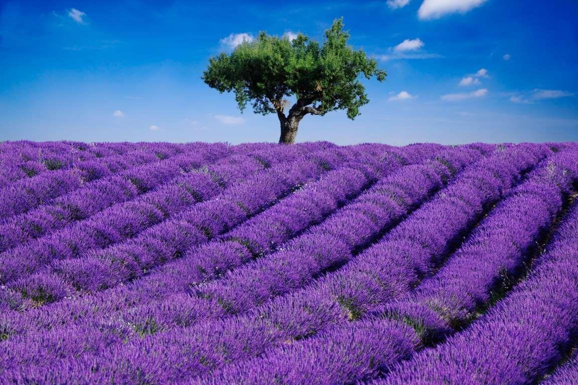 Fields France Wallpapers - Top Free Fields France Backgrounds ...