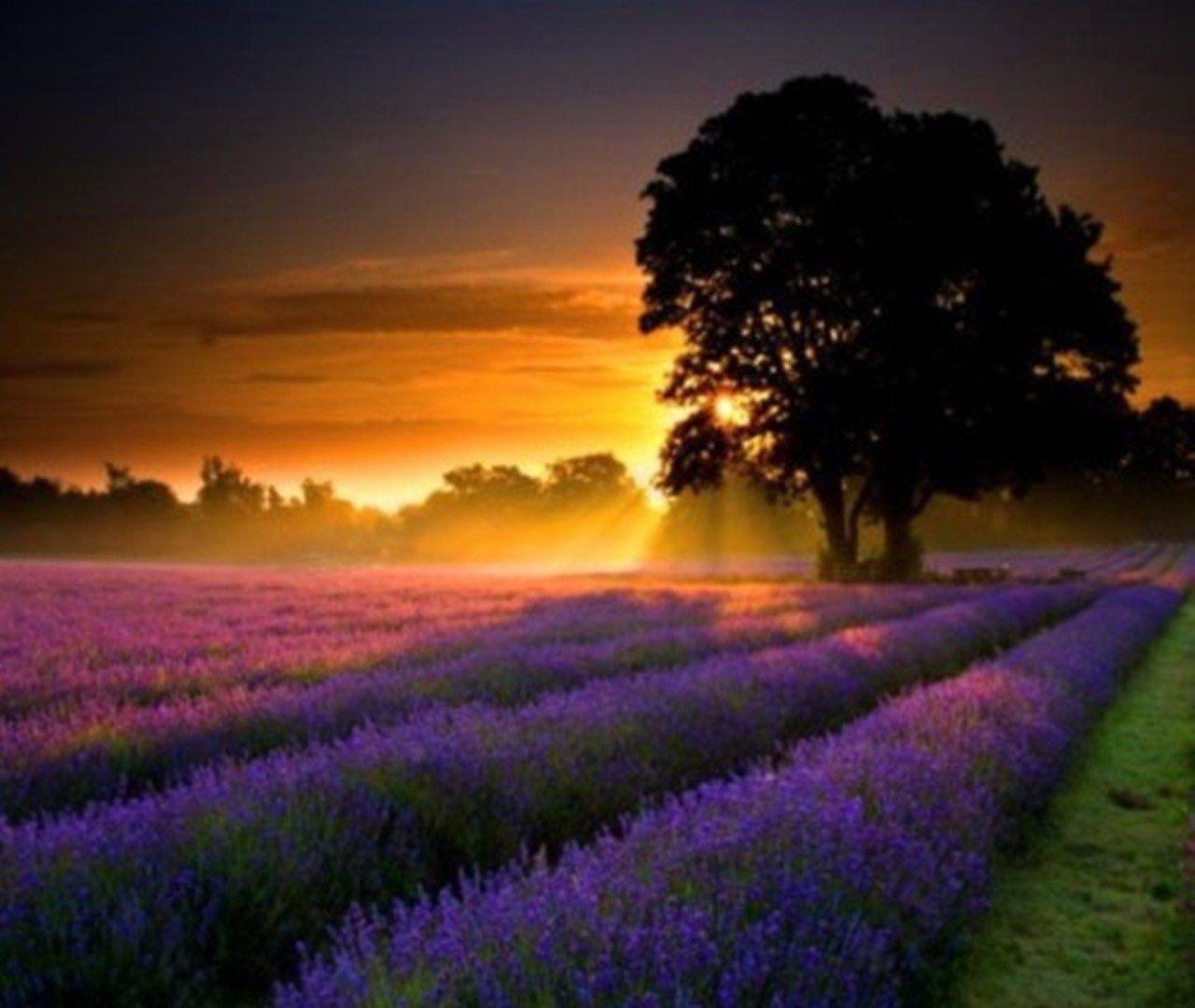 Fields France Wallpapers - Top Free Fields France Backgrounds ...