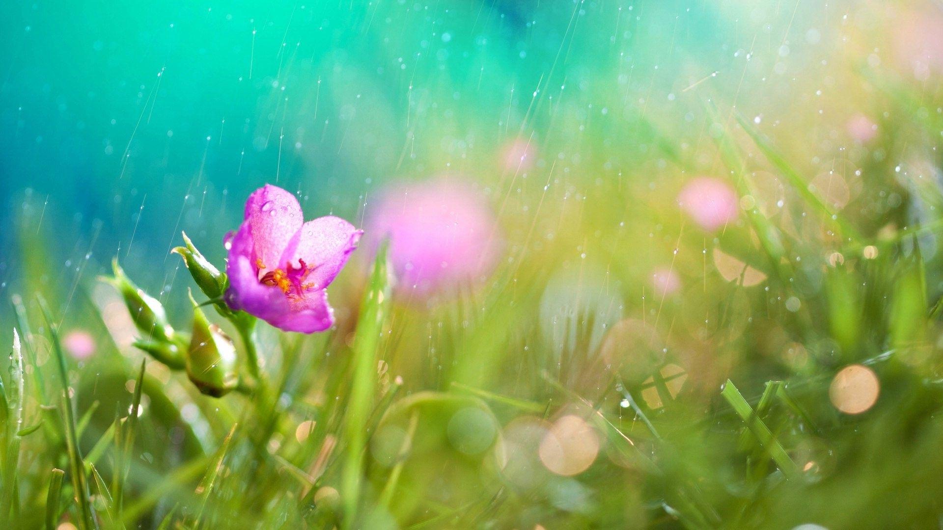 Pink Rain Wallpapers - Top Free Pink Rain Backgrounds - WallpaperAccess