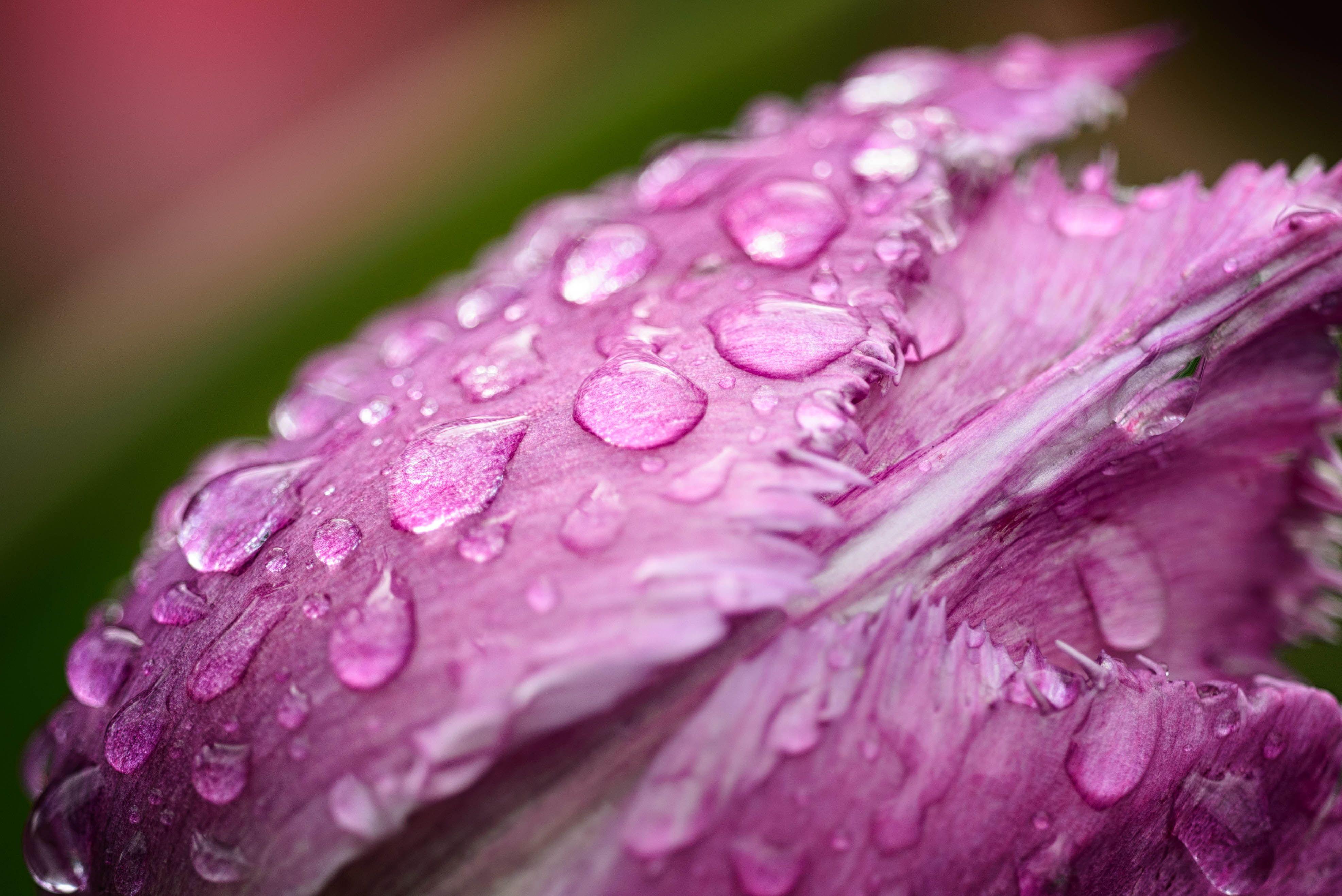 Pink Rain Wallpapers - Top Free Pink Rain Backgrounds - WallpaperAccess