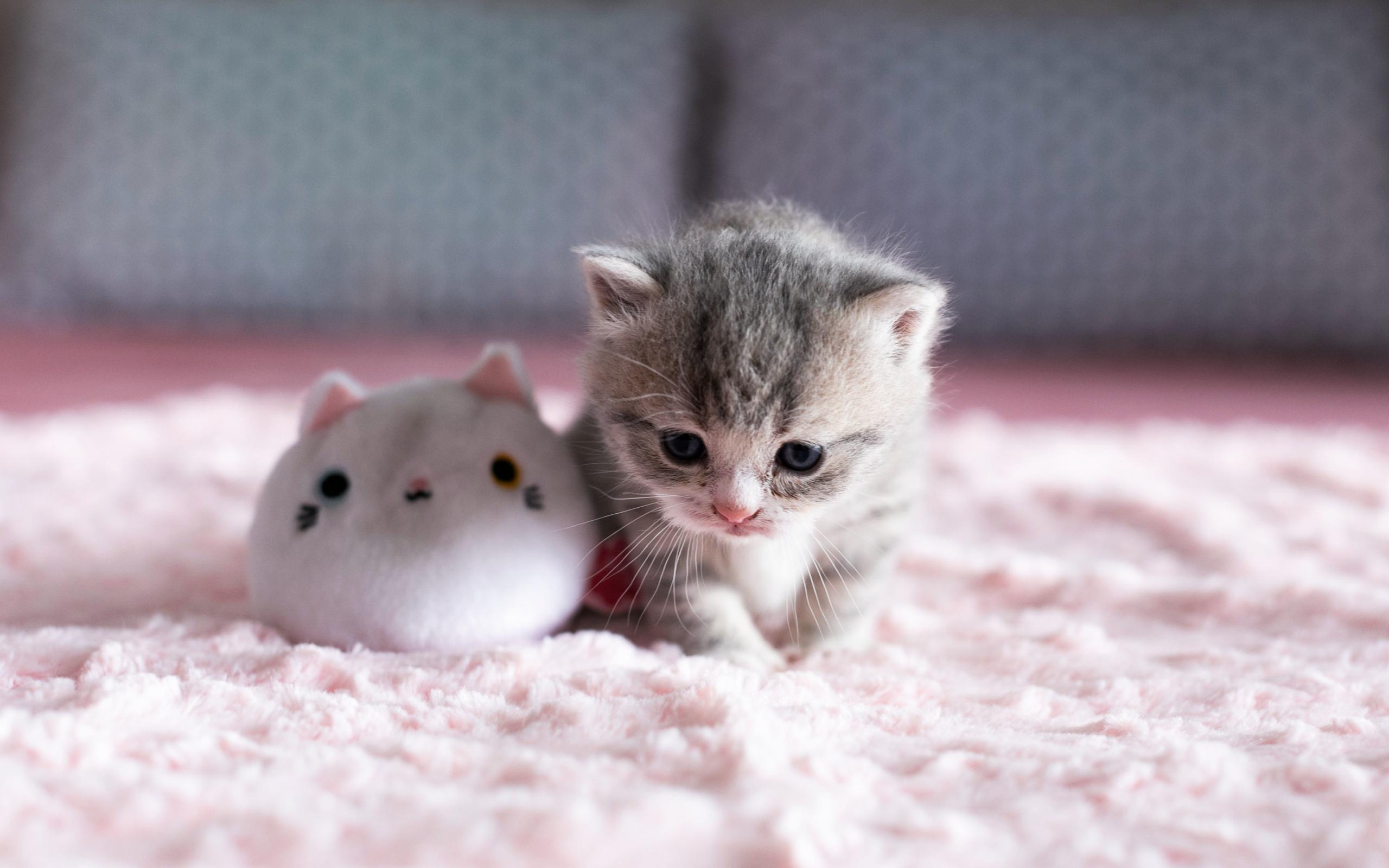 Newborn Kitten Wallpapers - Top Free Newborn Kitten Backgrounds ...