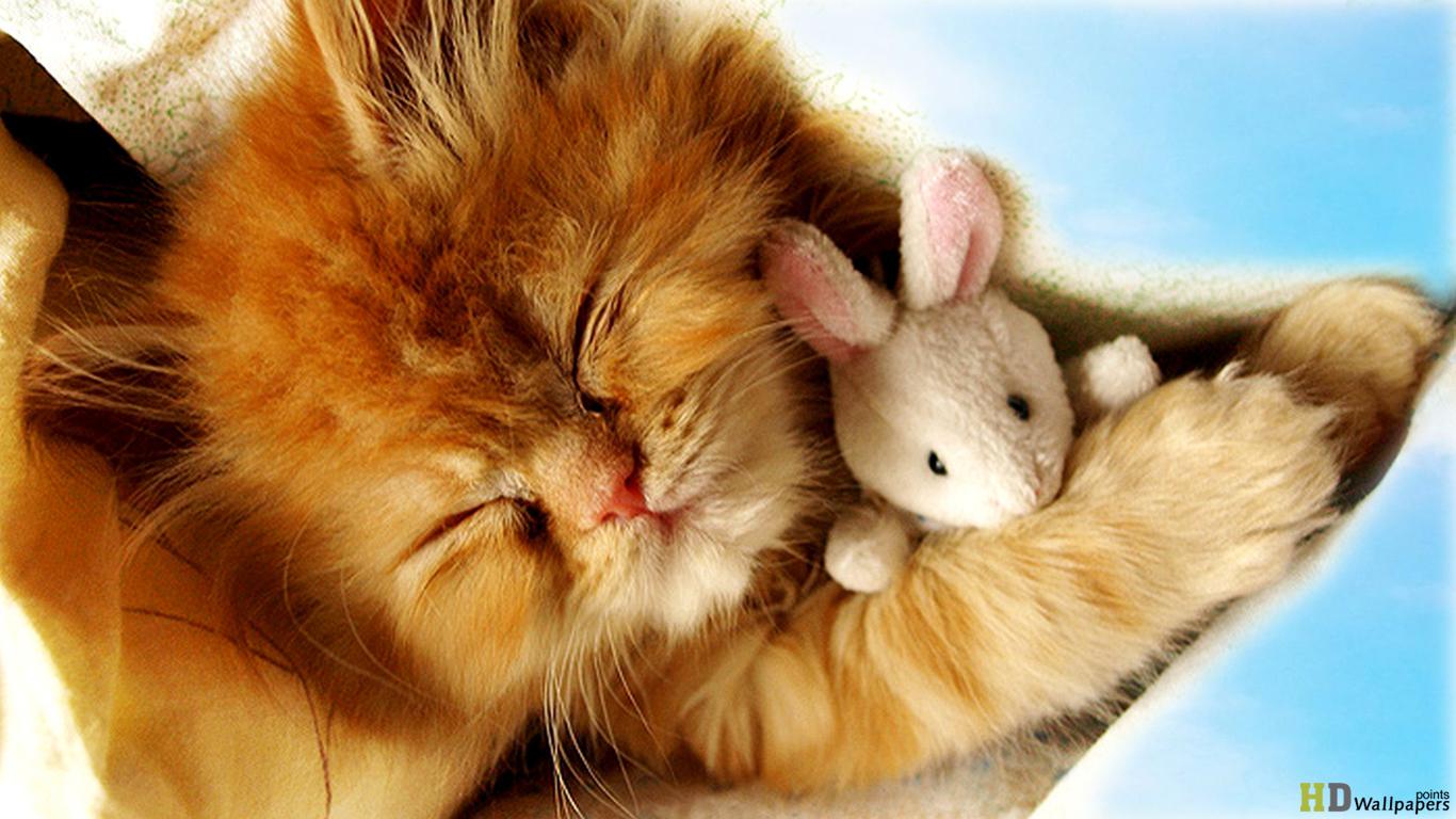 Newborn Kitten Wallpapers - Top Free Newborn Kitten Backgrounds - WallpaperAccess