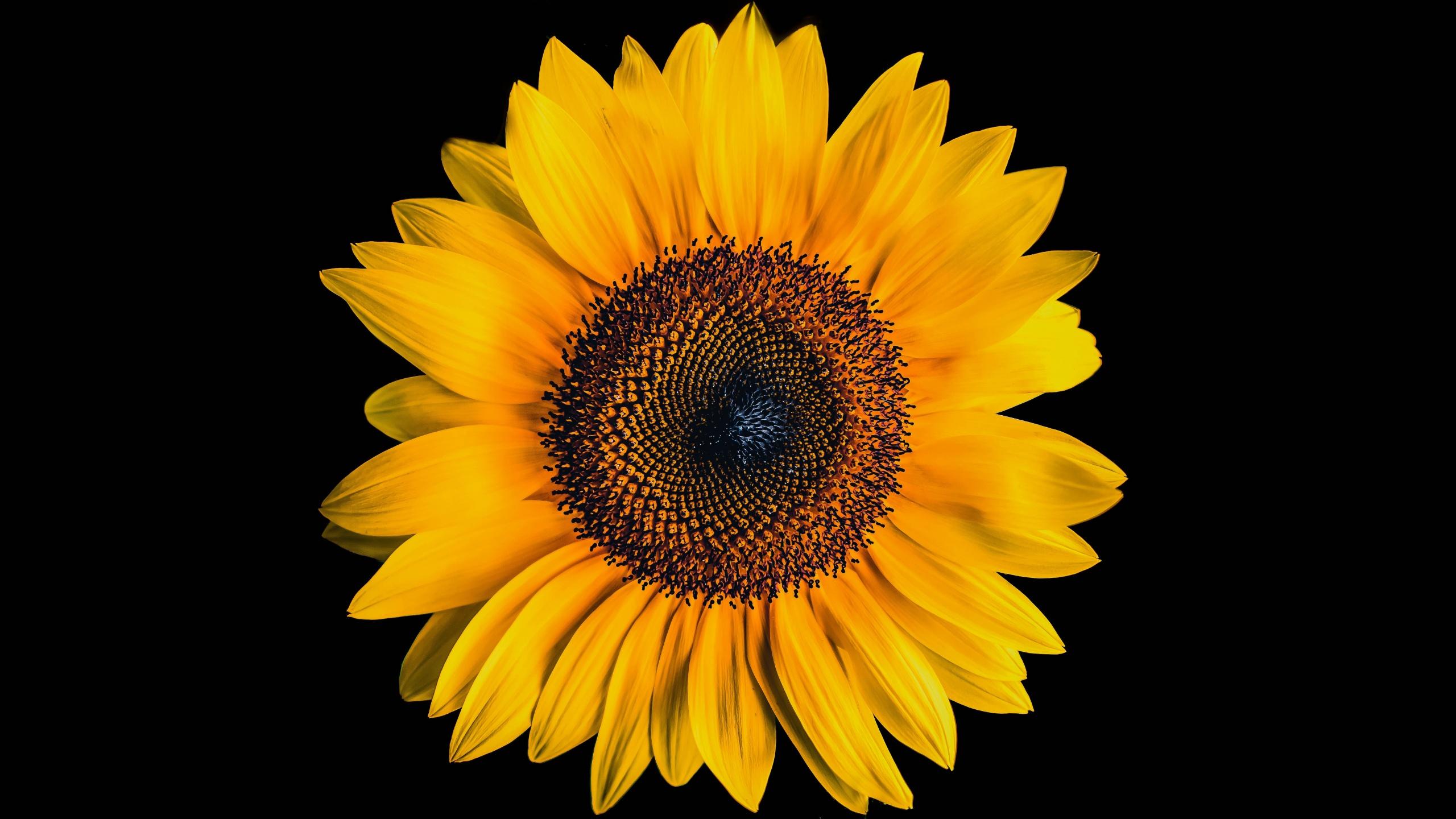 Lonely Sunflower Wallpapers - Top Free Lonely Sunflower Backgrounds ...