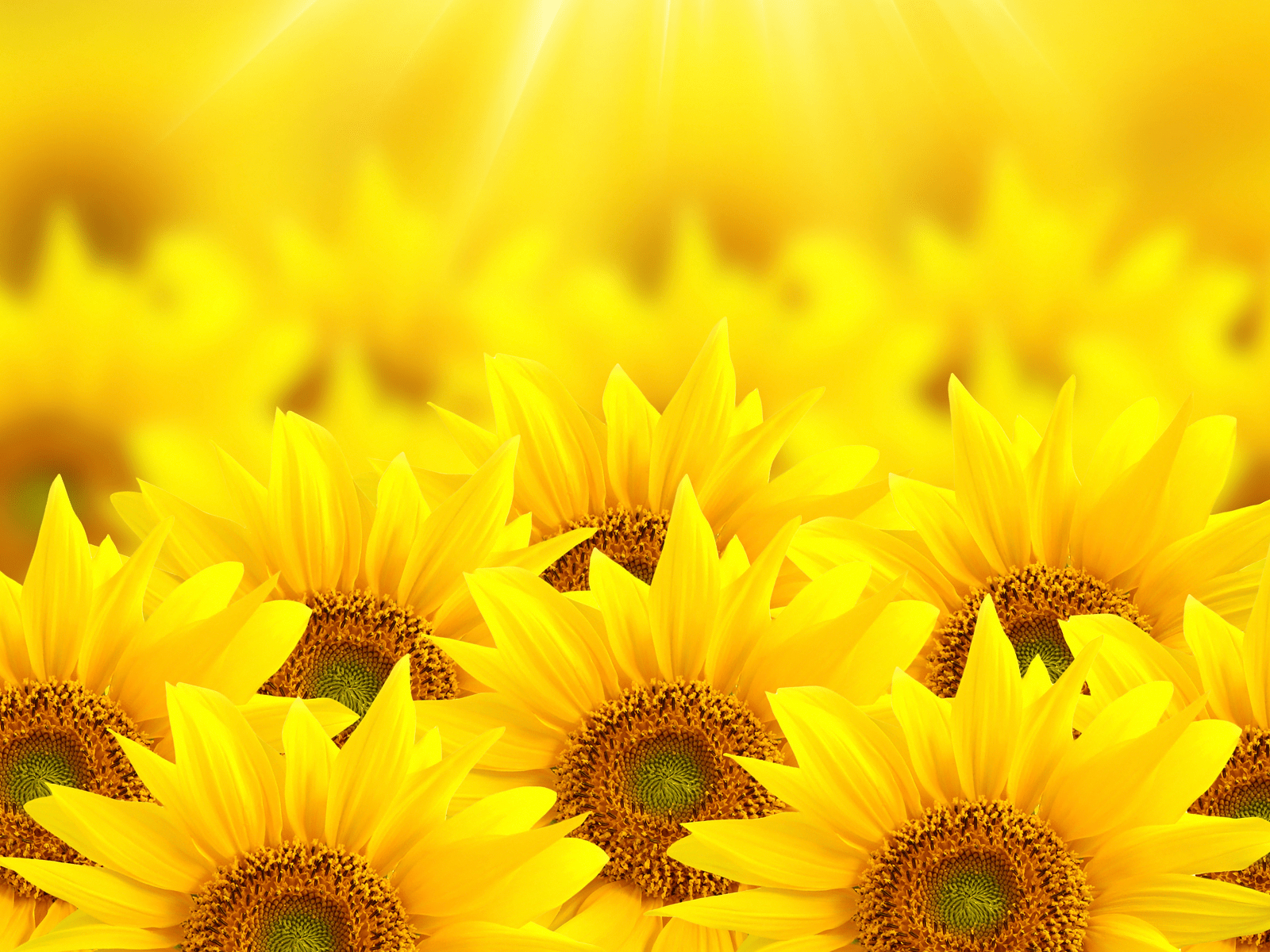 Red and Yellow Sunflower Wallpapers - Top Free Red and Yellow Sunflower ...