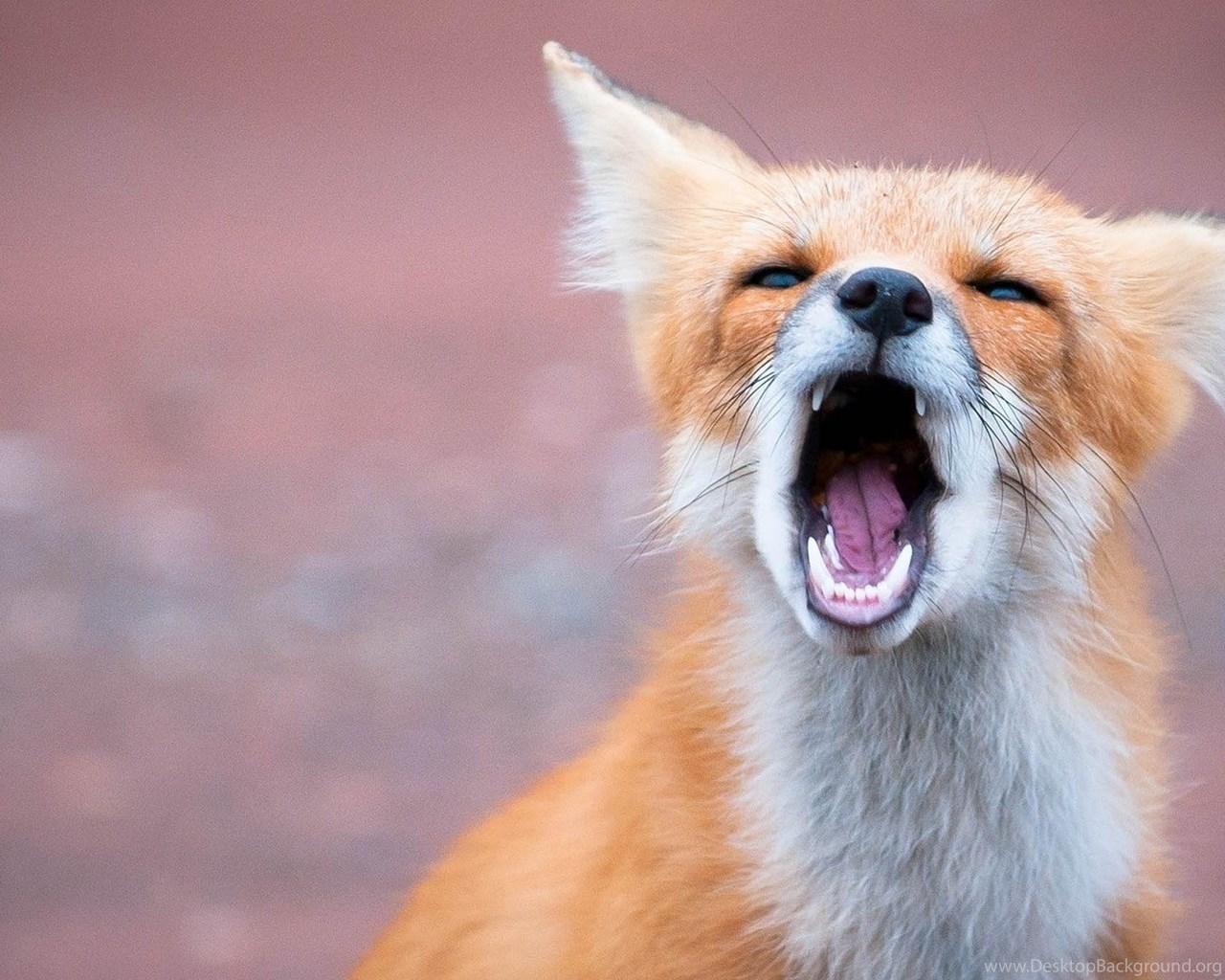 Funny Fox Wallpapers - Top Free Funny Fox Backgrounds - WallpaperAccess