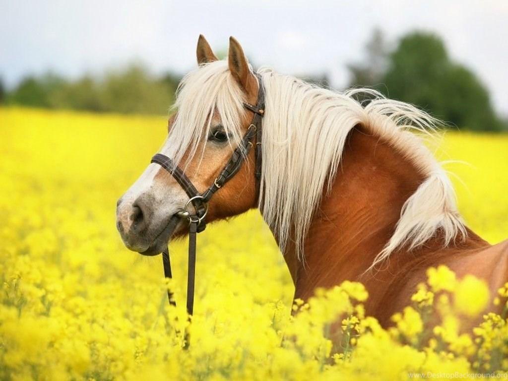 Beautiful Horse Wallpapers - Top Free Beautiful Horse Backgrounds ...