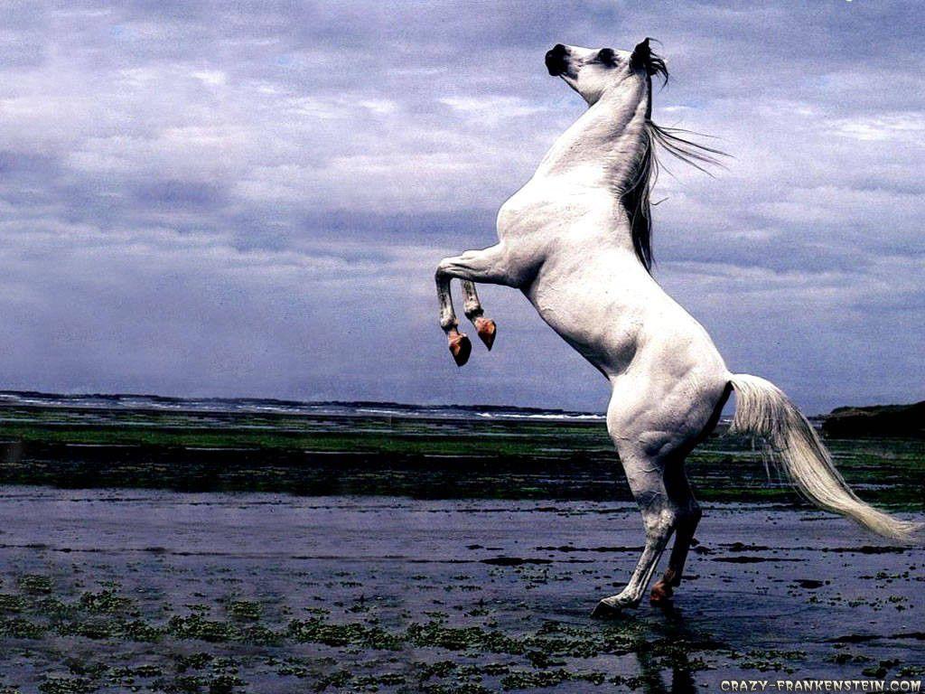 Beautiful Horse Wallpapers - Top Free Beautiful Horse Backgrounds ...