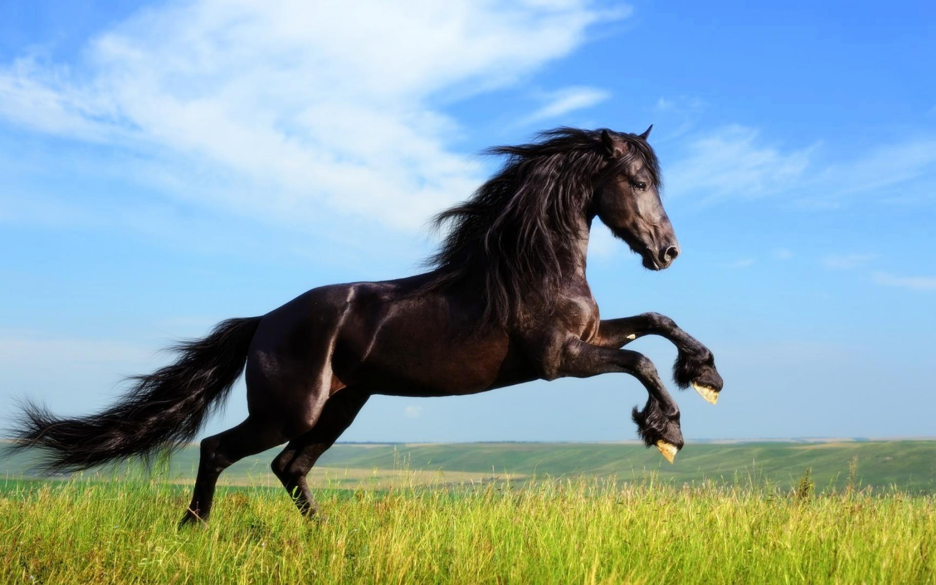 Beautiful Horse Wallpapers - Top Free Beautiful Horse Backgrounds ...