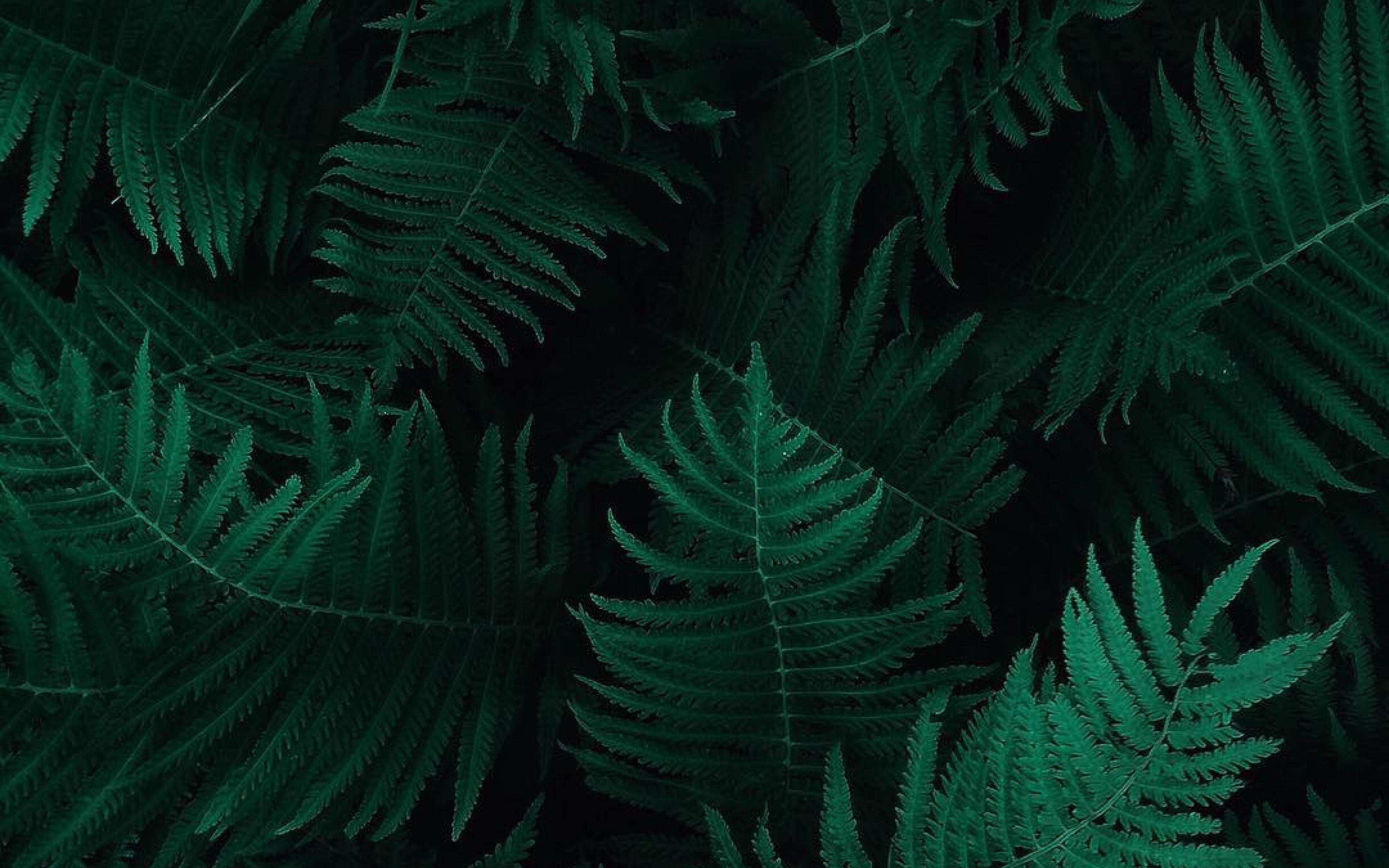 Nature Dark Green Wallpapers - Top Free Nature Dark Green Backgrounds ...
