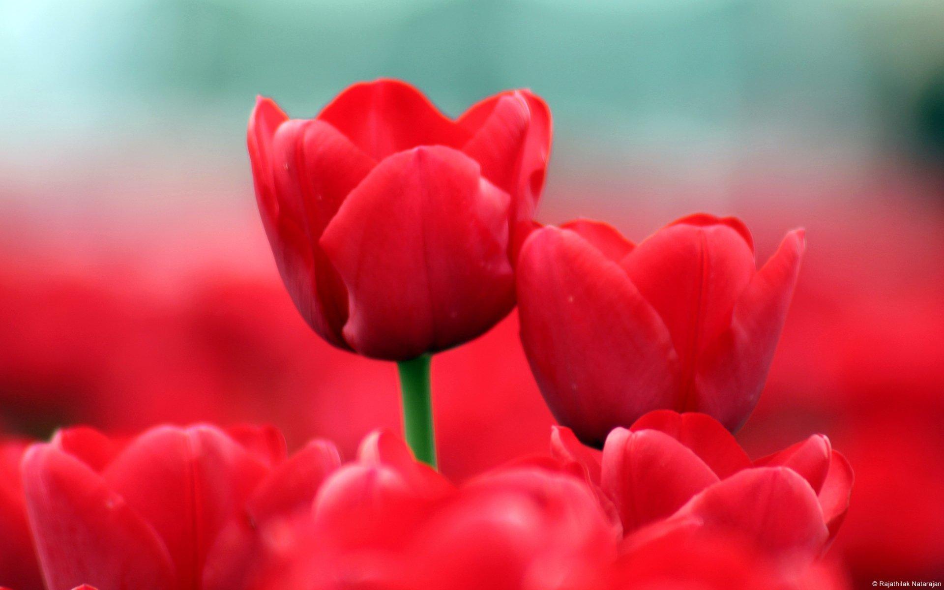 Natarajan Wallpapers - Top Free Natarajan Backgrounds - WallpaperAccess