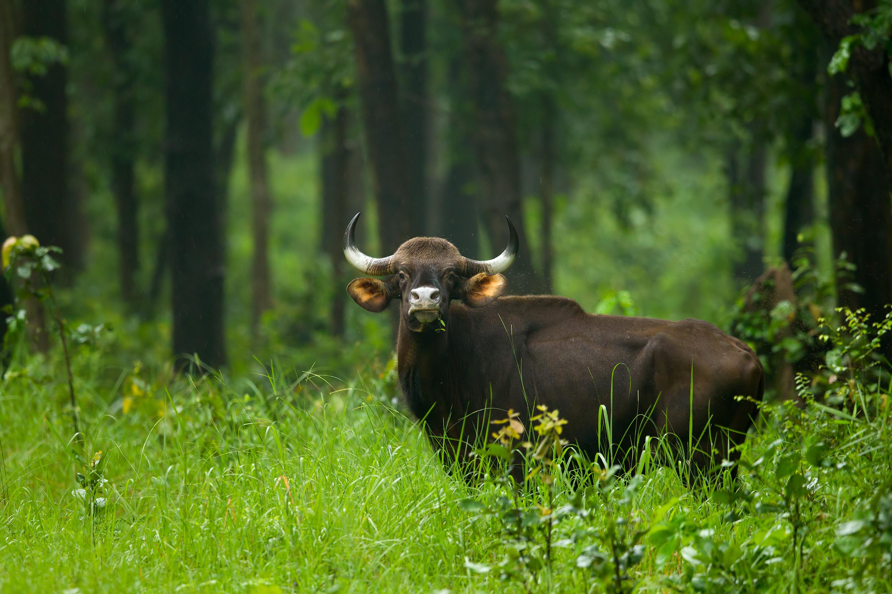 Chhattisgarh Wallpapers - Top Free Chhattisgarh Backgrounds ...