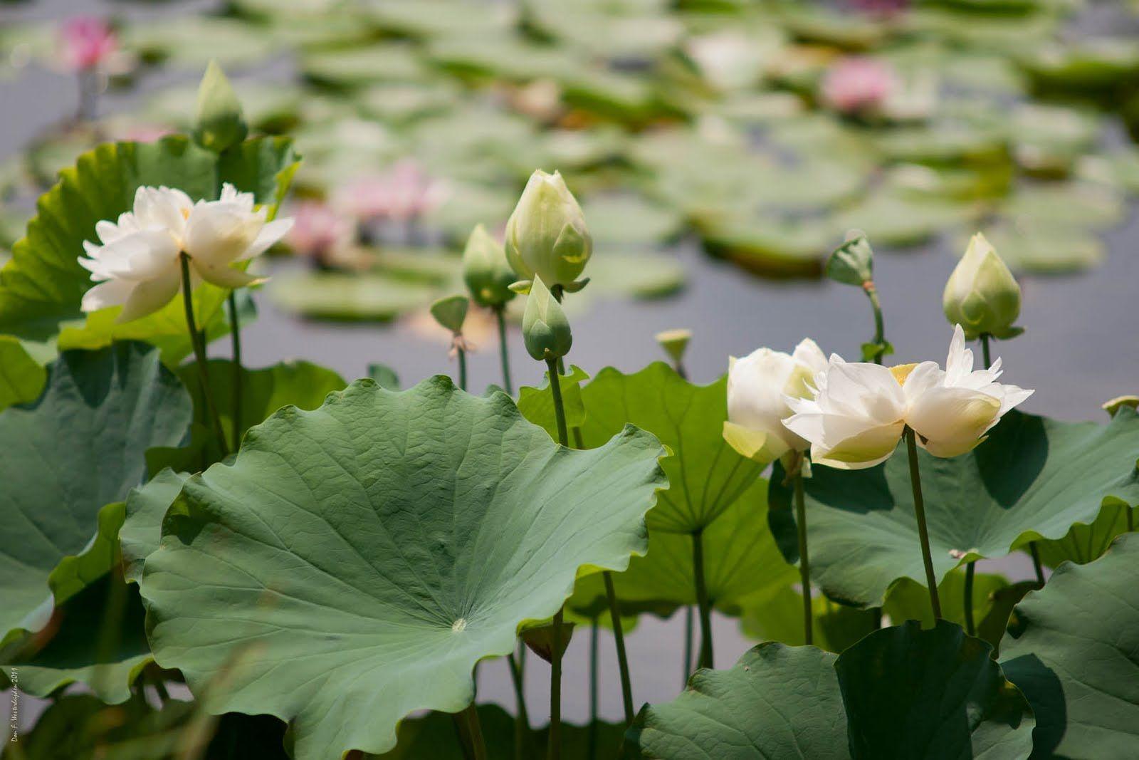 Chinese Lotus Wallpapers - Top Free Chinese Lotus Backgrounds ...