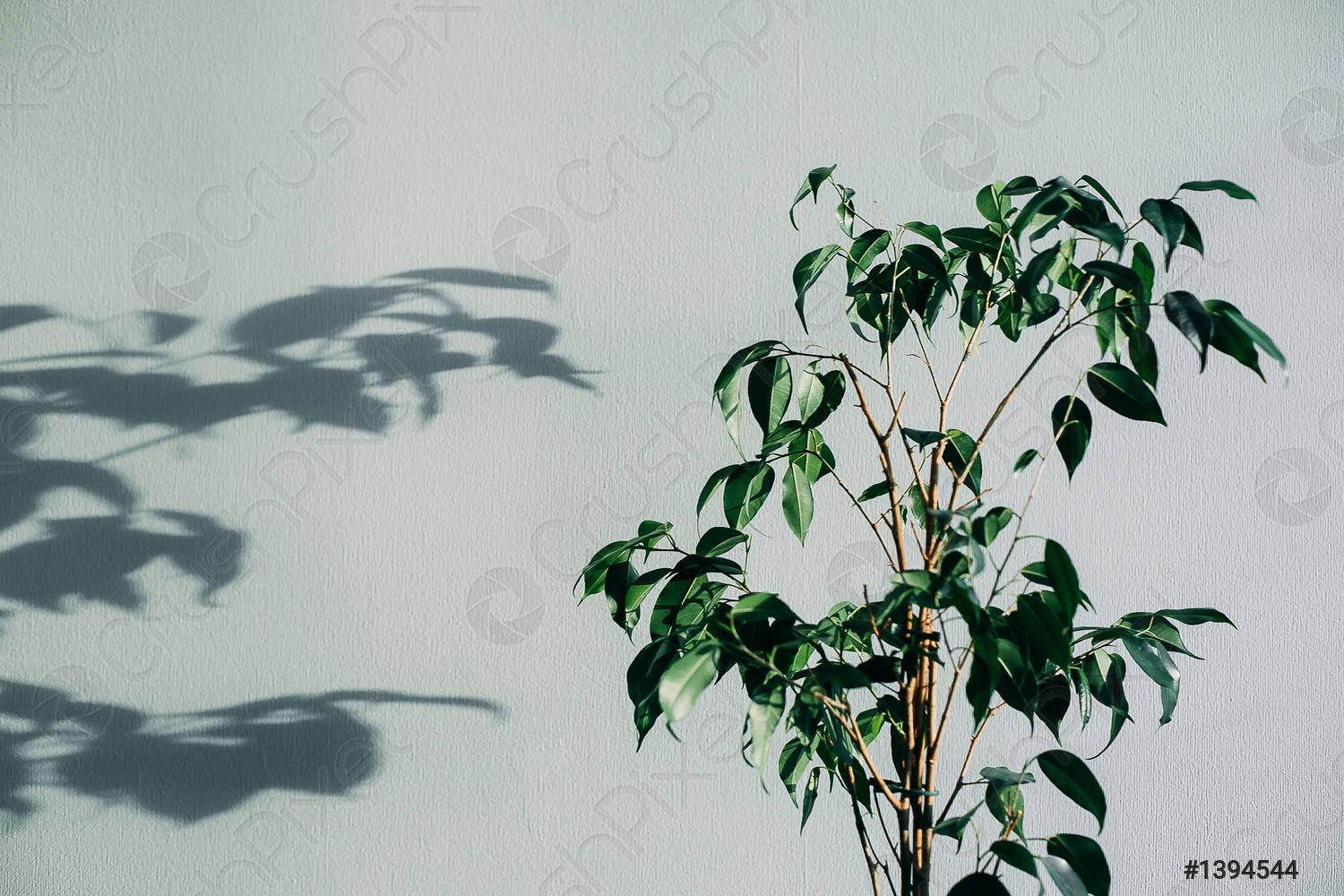 Plant Shadow Wallpapers - Top Free Plant Shadow Backgrounds ...
