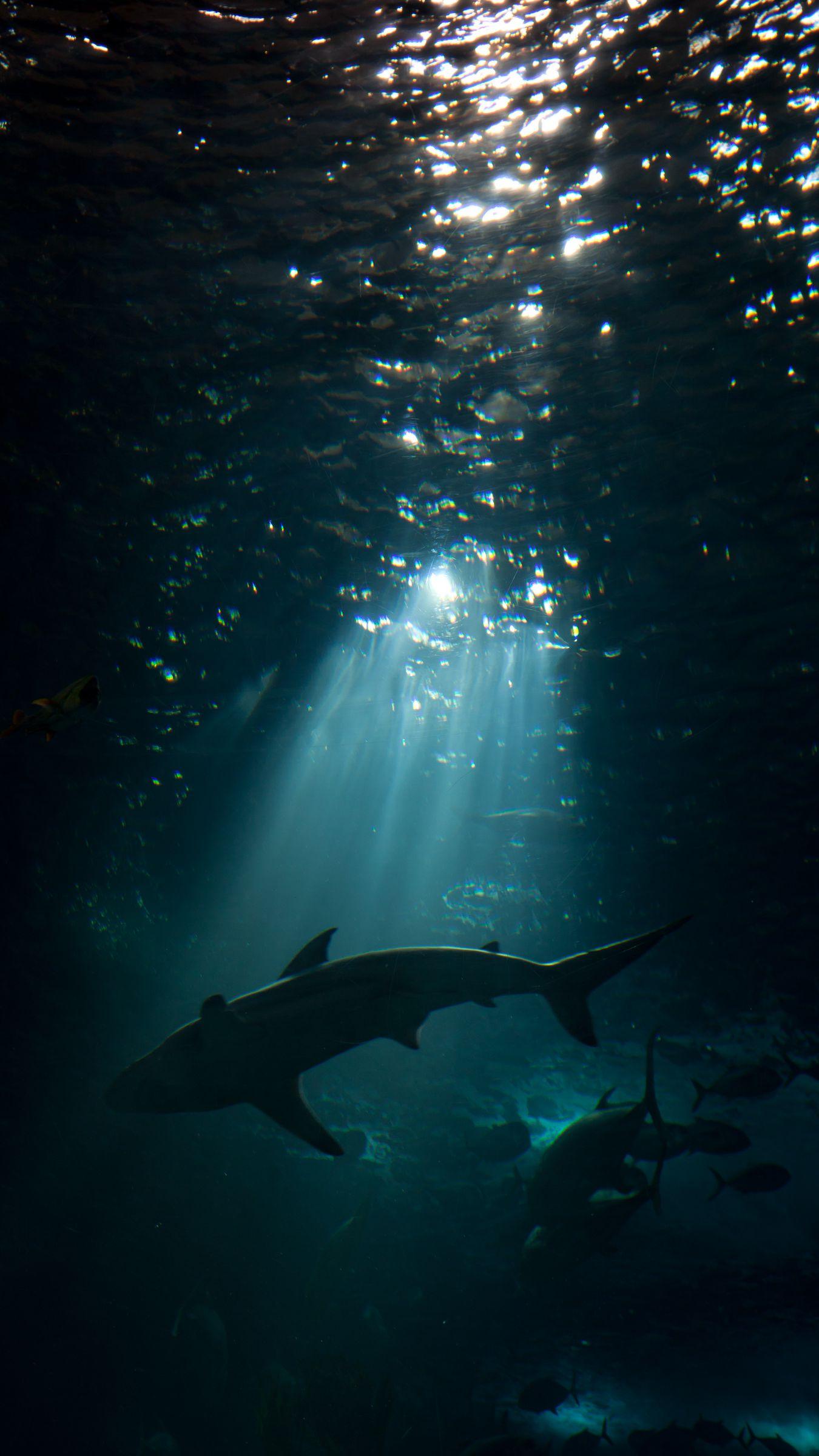 Underwater Ocean iPhone Wallpapers - Top Free Underwater Ocean iPhone ...