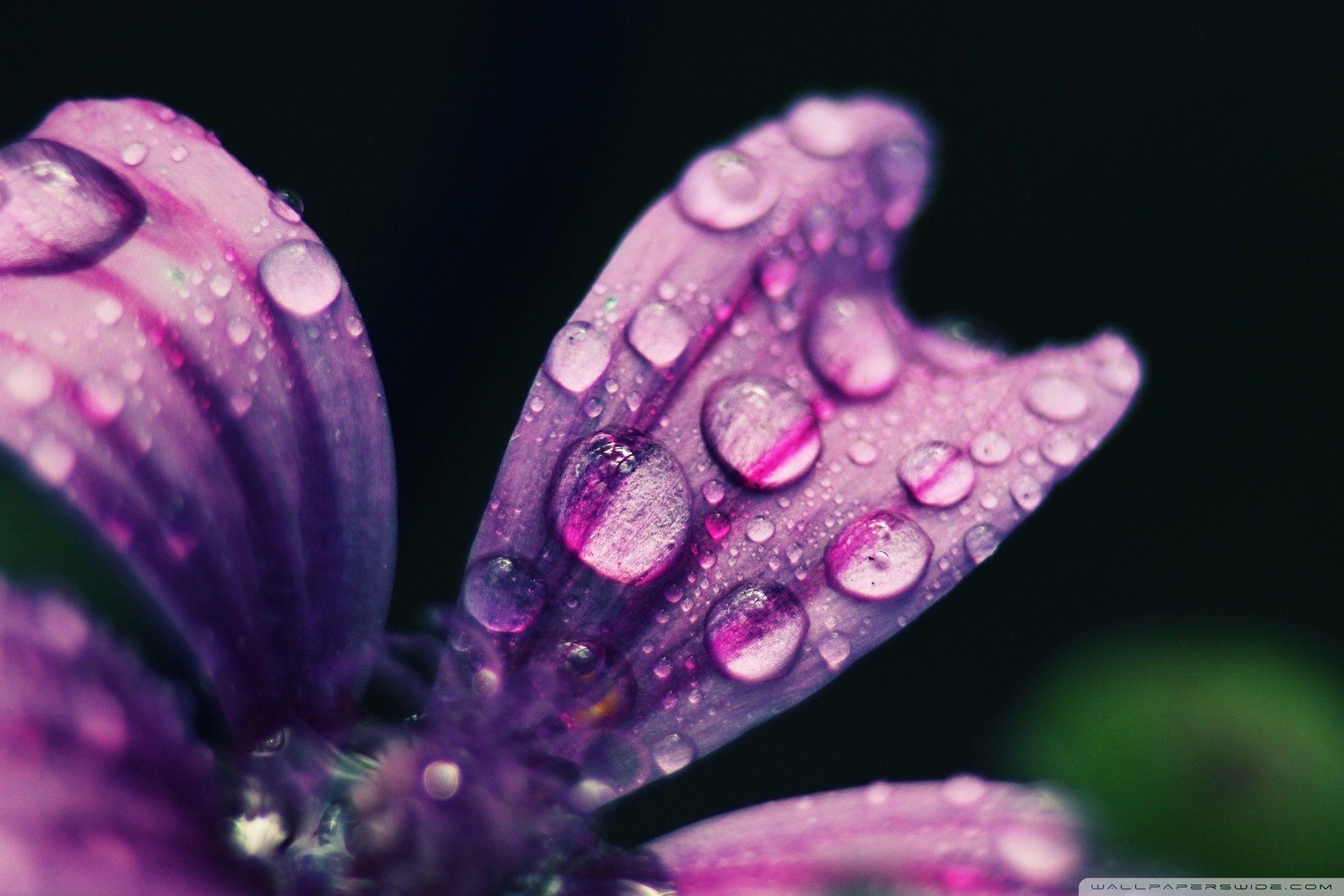 Rainy Spring Desktop Wallpapers - Top Free Rainy Spring Desktop ...