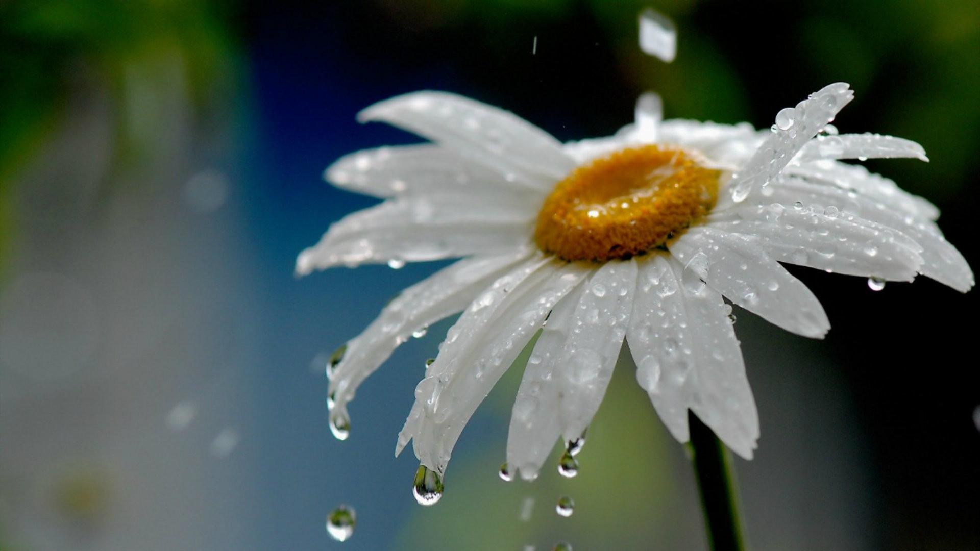 Rainy Spring Desktop Wallpapers - Top Free Rainy Spring Desktop ...