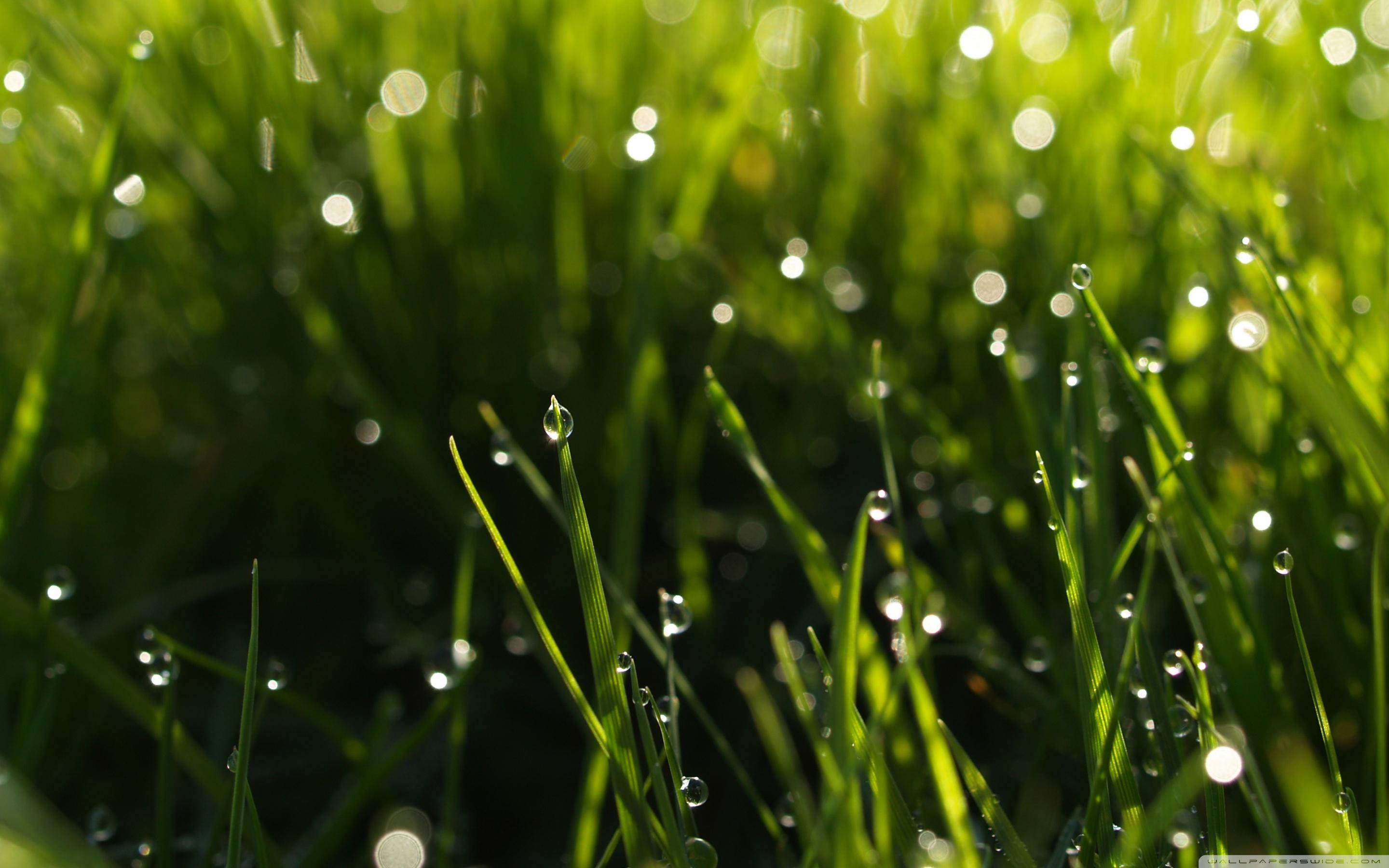 Rainy Spring Desktop Wallpapers - Top Free Rainy Spring Desktop ...