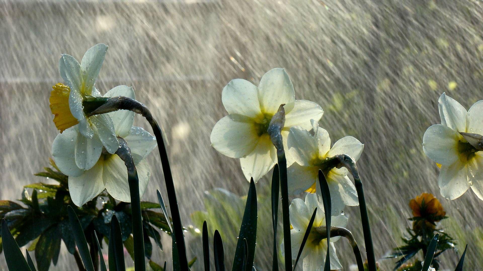 Rainy Spring Desktop Wallpapers - Top Free Rainy Spring Desktop ...