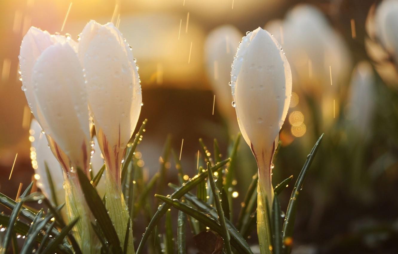 Rainy Spring Desktop Wallpapers - Top Free Rainy Spring Desktop ...