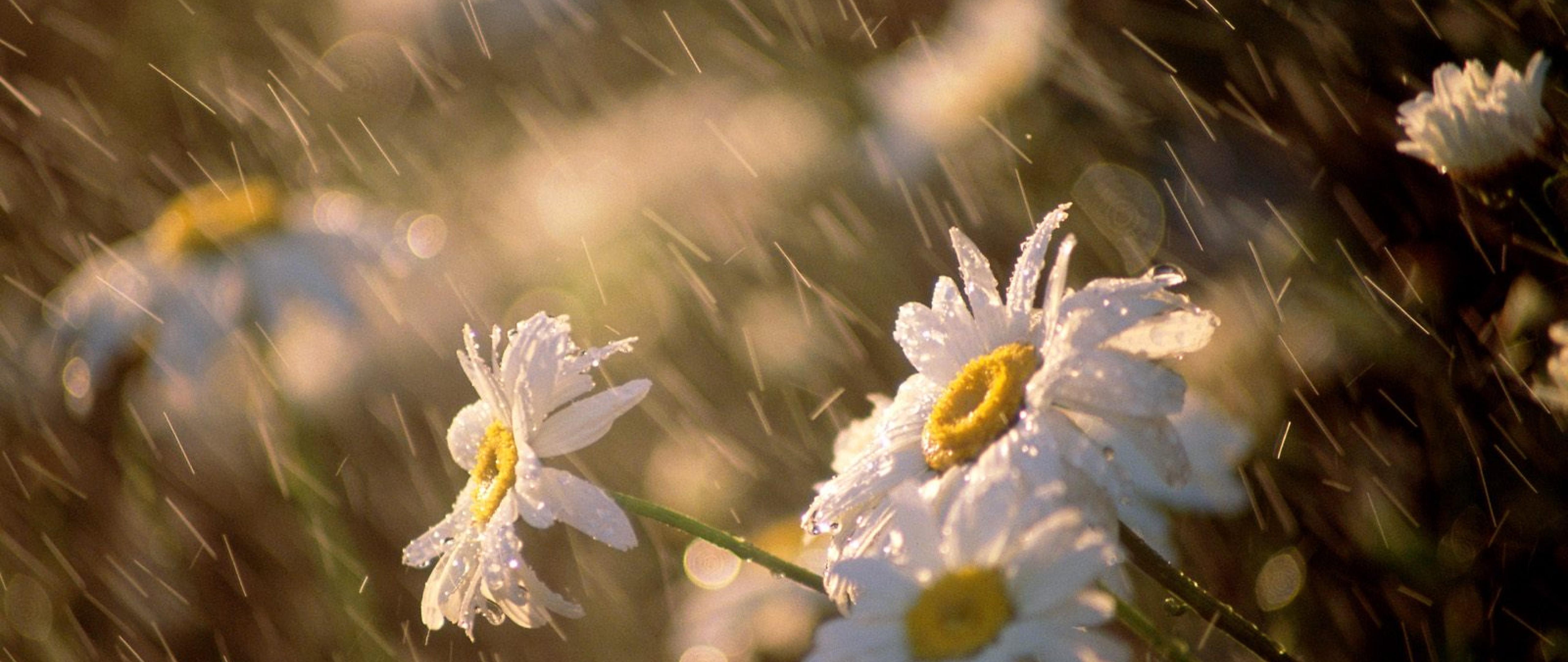 Rainy Spring Desktop Wallpapers - Top Free Rainy Spring Desktop ...
