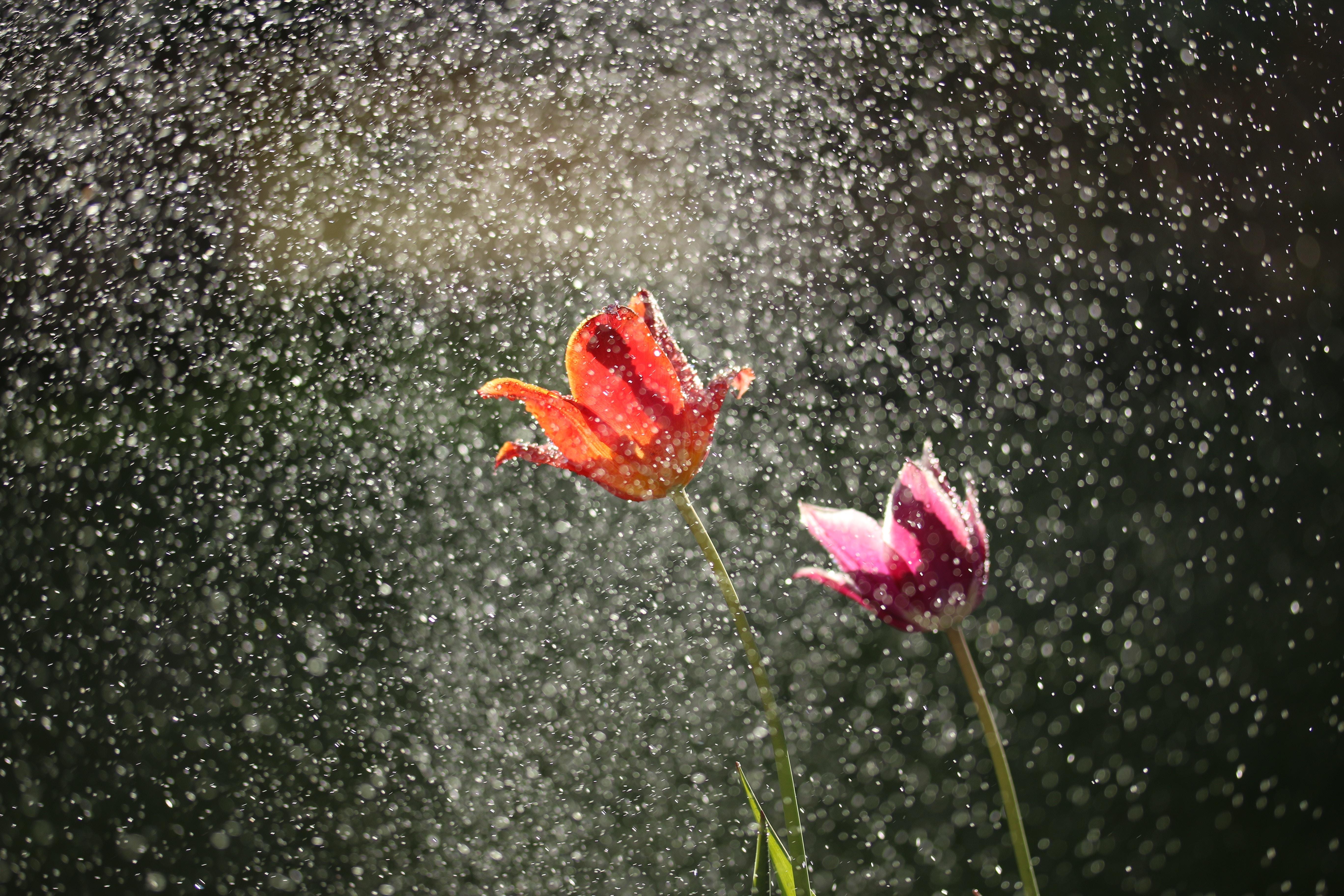 Rainy Spring Desktop Wallpapers - Top Free Rainy Spring Desktop ...