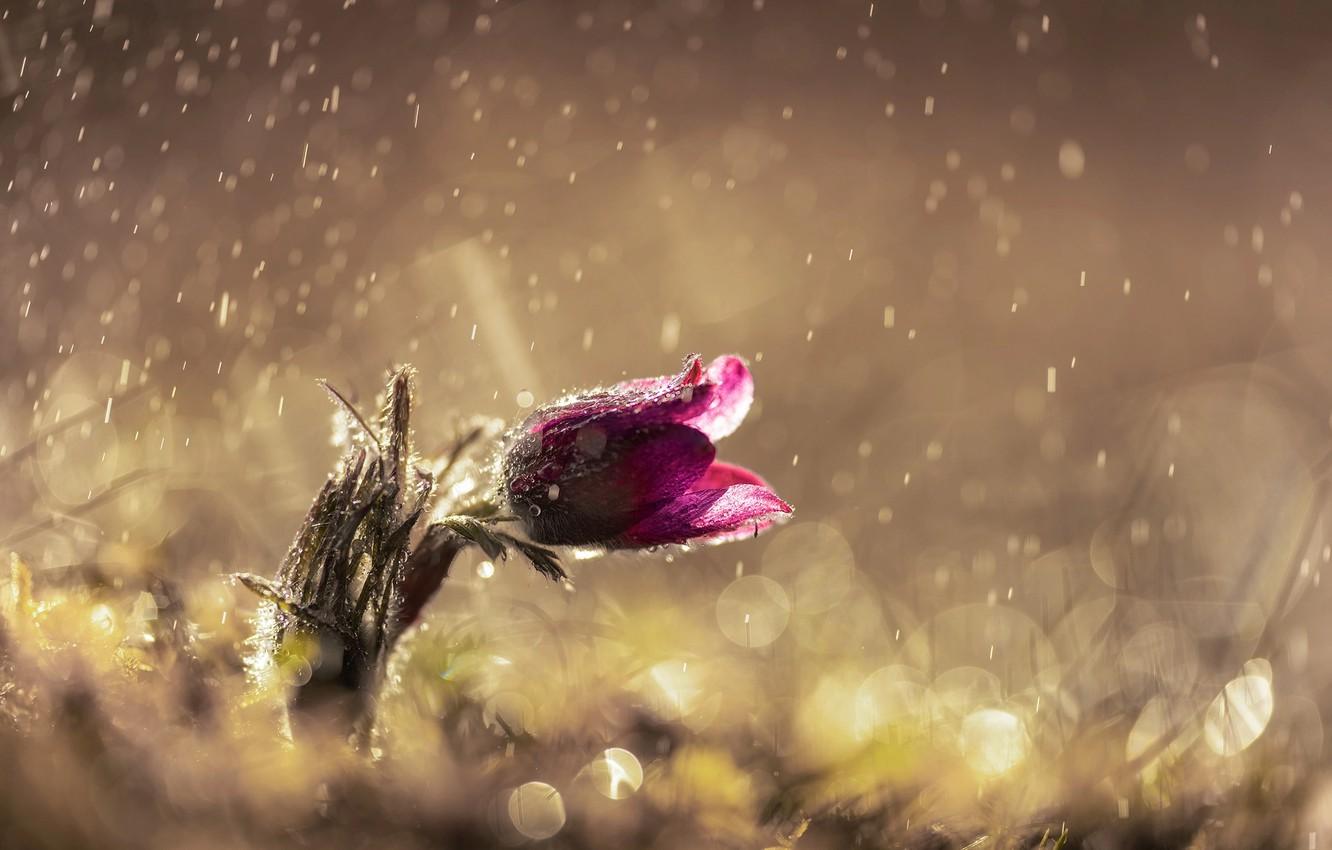 Rainy Spring Desktop Wallpapers - Top Free Rainy Spring Desktop ...
