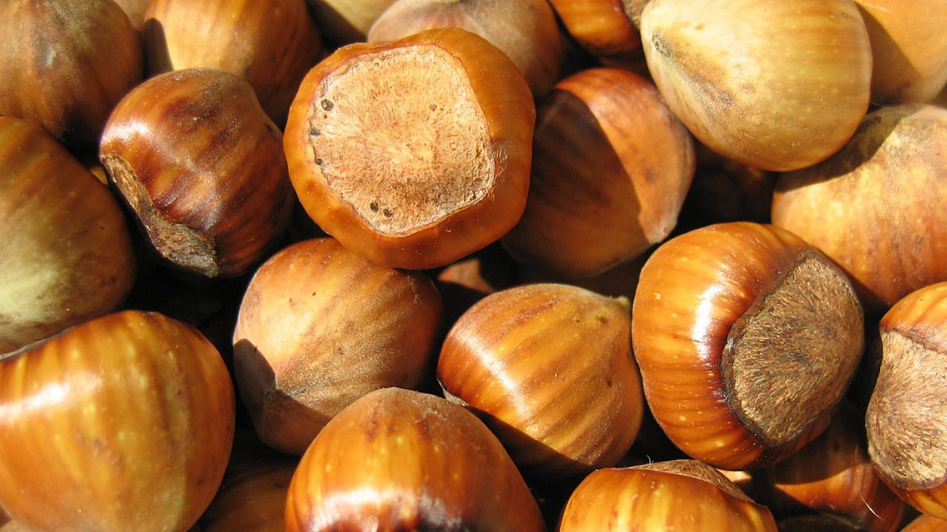 Hazelnut Wallpapers - Top Free Hazelnut Backgrounds - WallpaperAccess