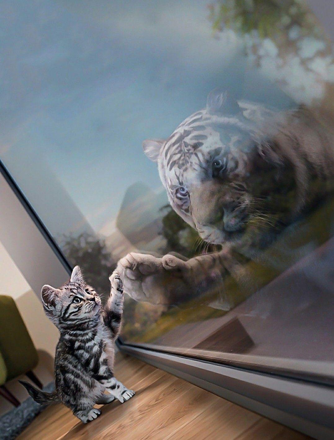 Tiger Cat Wallpapers - Top Free Tiger Cat Backgrounds - WallpaperAccess