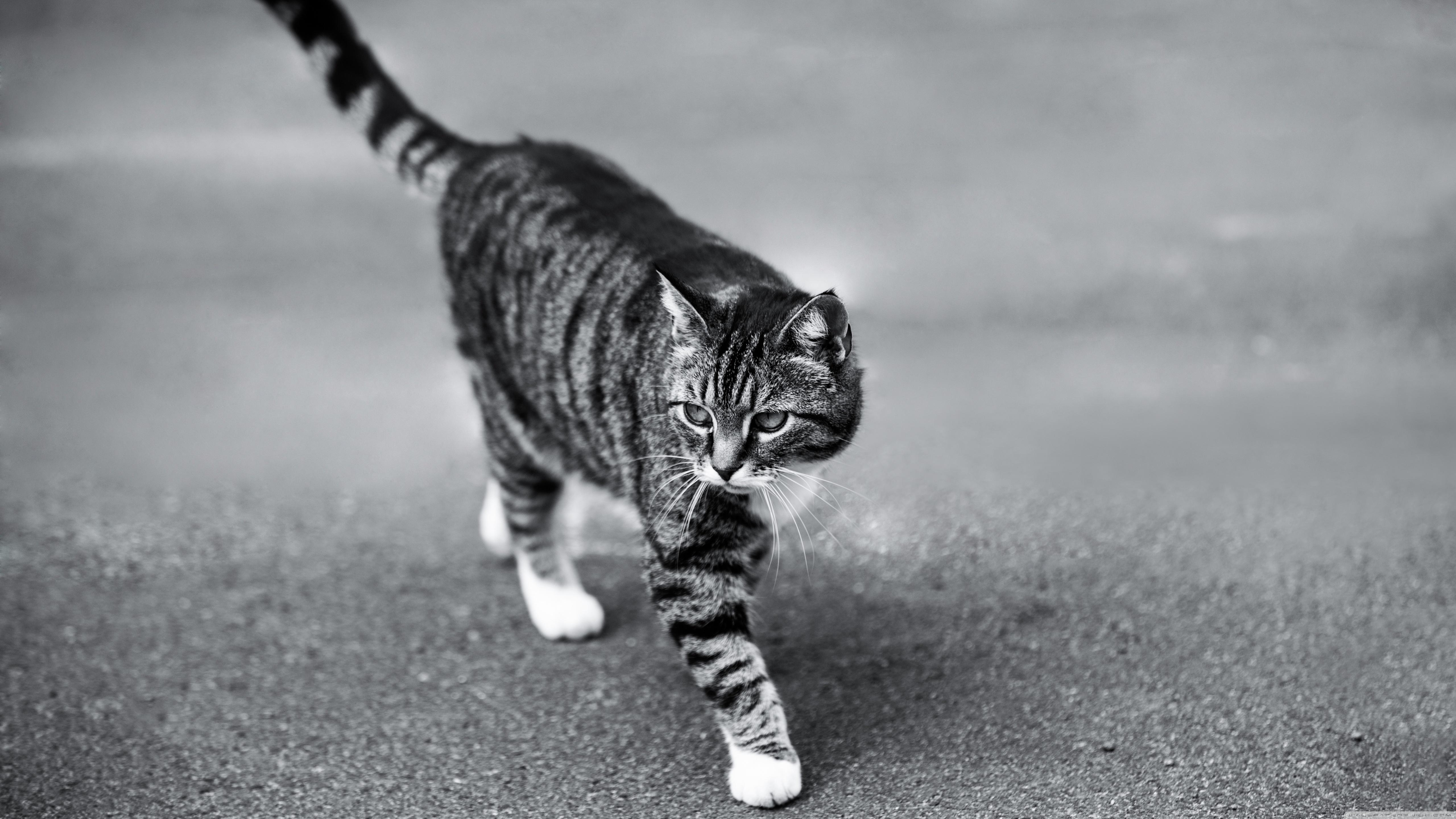 Tiger Cat Wallpapers - Top Free Tiger Cat Backgrounds - WallpaperAccess