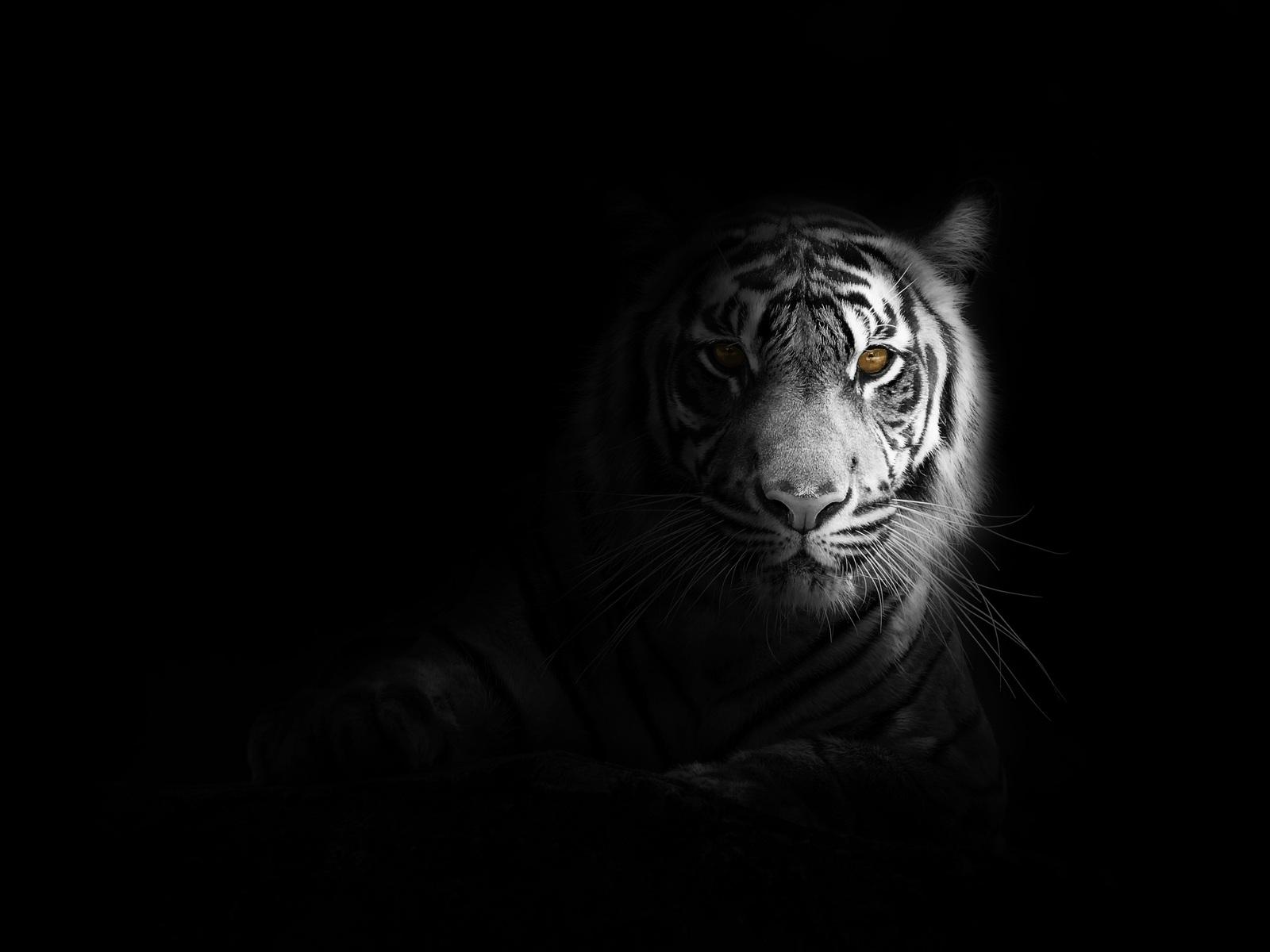 Tiger Cat Wallpapers - Top Free Tiger Cat Backgrounds - WallpaperAccess