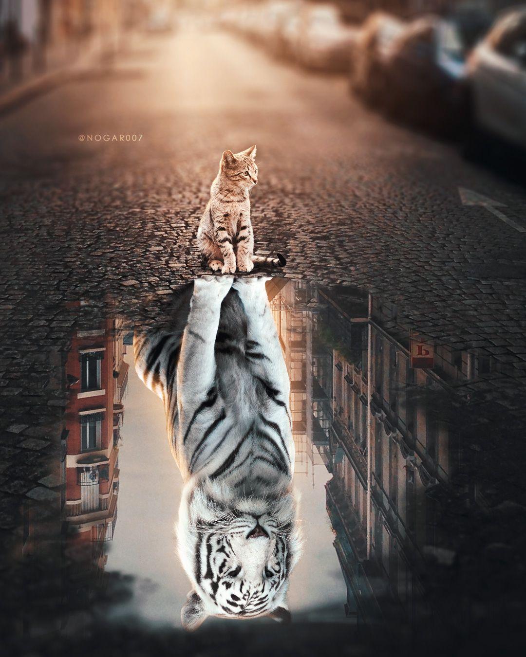 Tiger Cat Wallpapers - Top Free Tiger Cat Backgrounds - WallpaperAccess