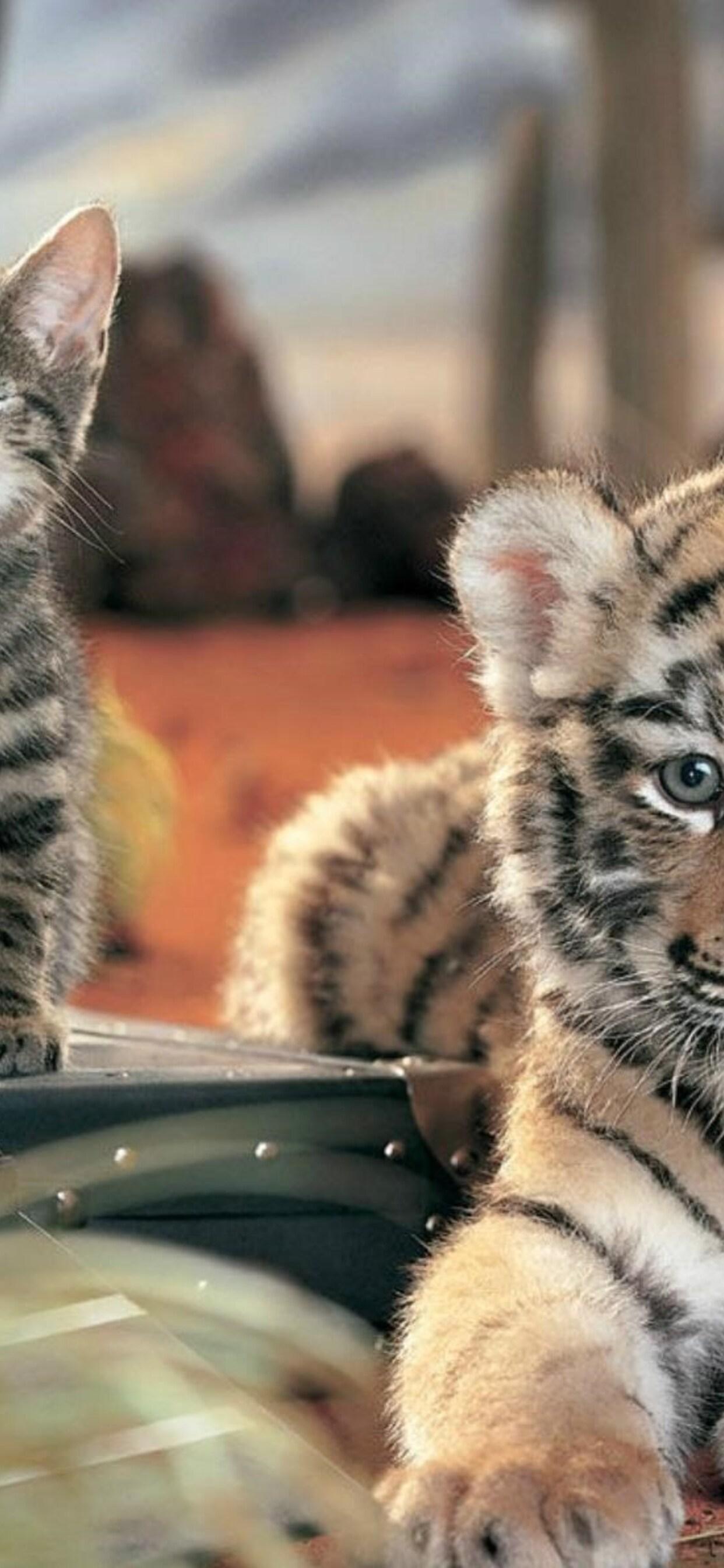 Tiger Cat Wallpapers - Top Free Tiger Cat Backgrounds - WallpaperAccess