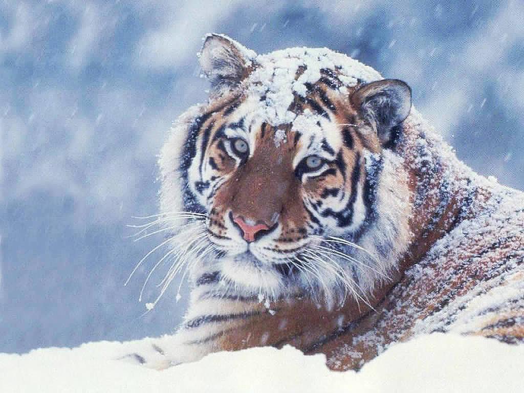 Tiger Cat Wallpapers - Top Free Tiger Cat Backgrounds - WallpaperAccess