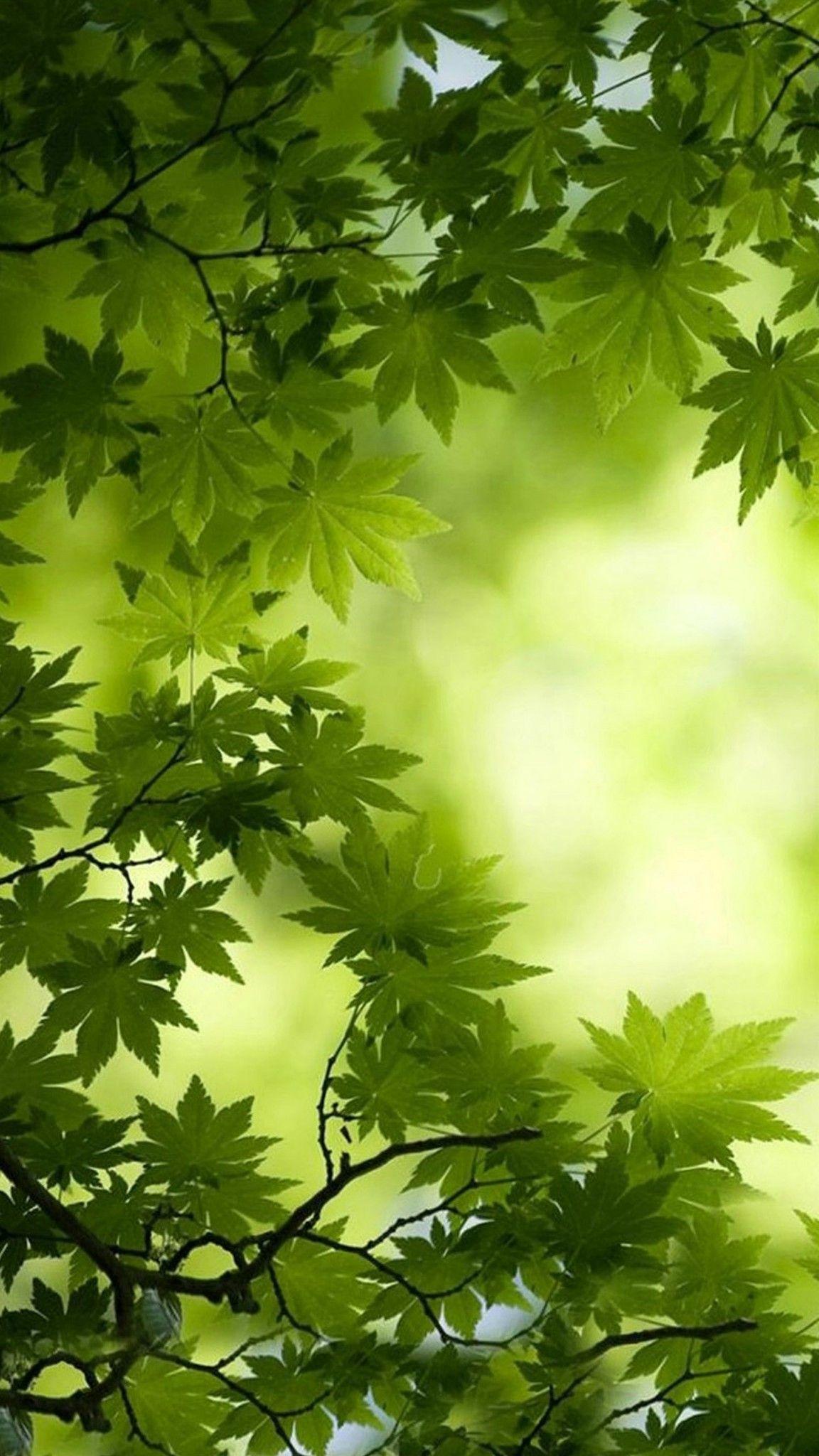 Nature Leaves Wallpapers - Top Free Nature Leaves Backgrounds ...