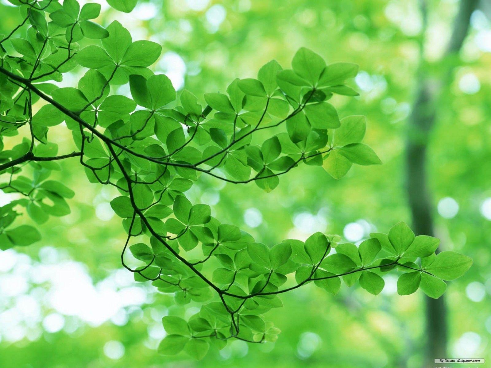 Nature Leaves Wallpapers - Top Free Nature Leaves Backgrounds ...