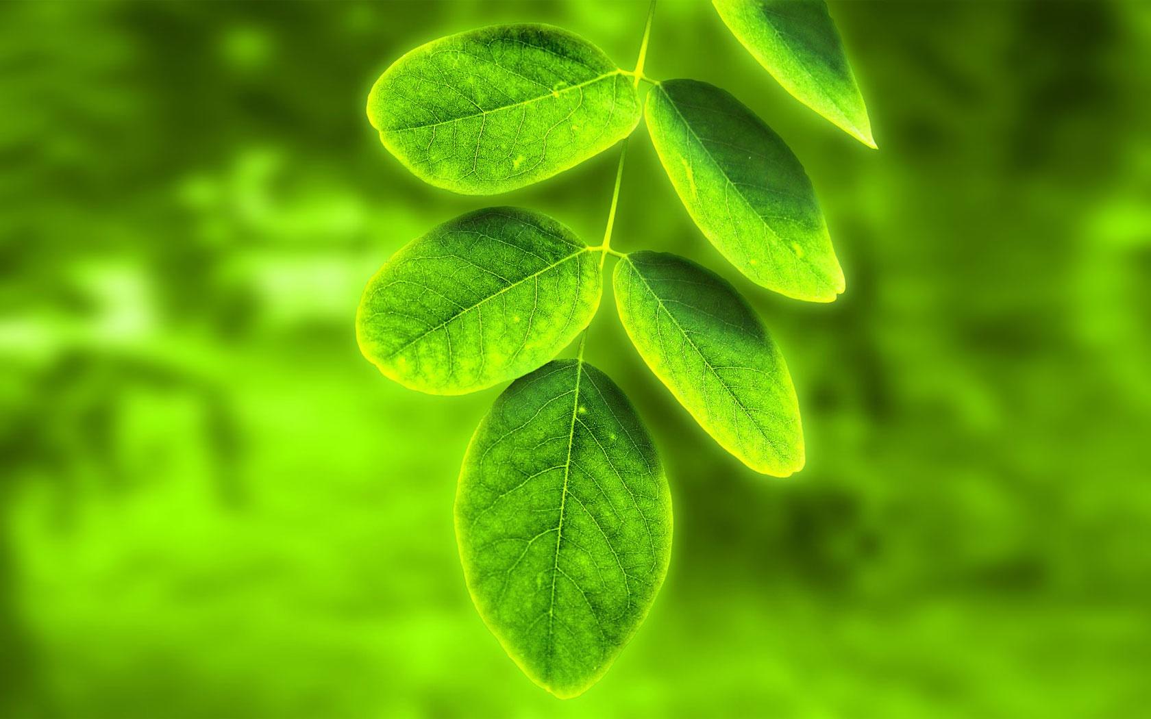 Nature Leaves Wallpapers - Top Free Nature Leaves Backgrounds ...