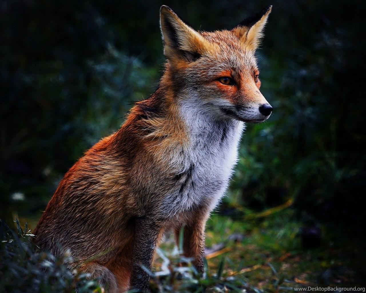 Fox Desktop Wallpapers - Top Free Fox Desktop Backgrounds - WallpaperAccess