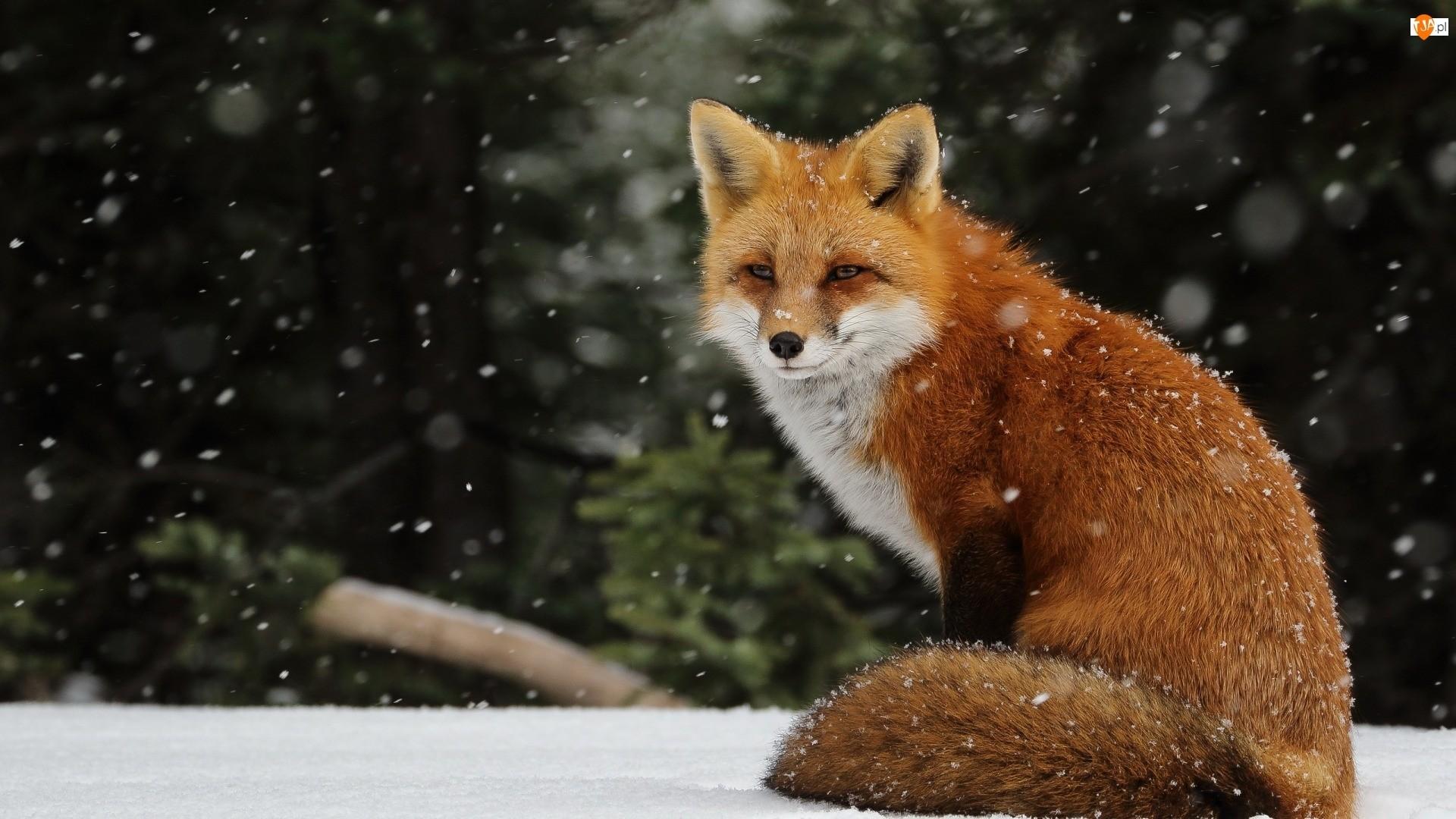 Fox Desktop Wallpapers - Top Free Fox Desktop Backgrounds - WallpaperAccess