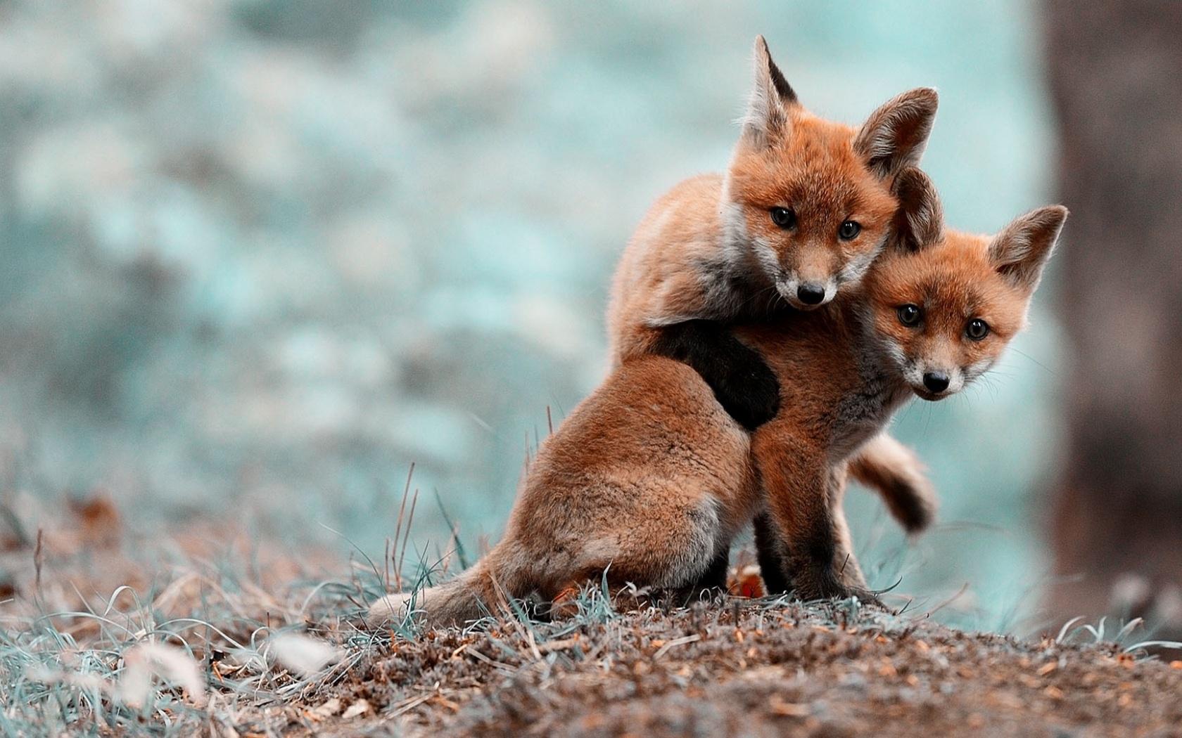 Fox Desktop Wallpapers - Top Free Fox Desktop Backgrounds - WallpaperAccess