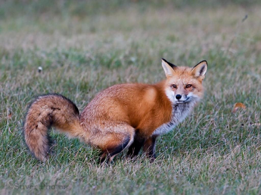 Fox Desktop Wallpapers - Top Free Fox Desktop Backgrounds - WallpaperAccess