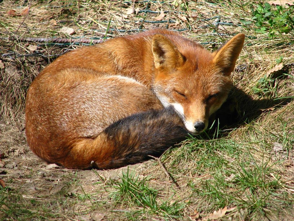 Fox Desktop Wallpapers - Top Free Fox Desktop Backgrounds - WallpaperAccess