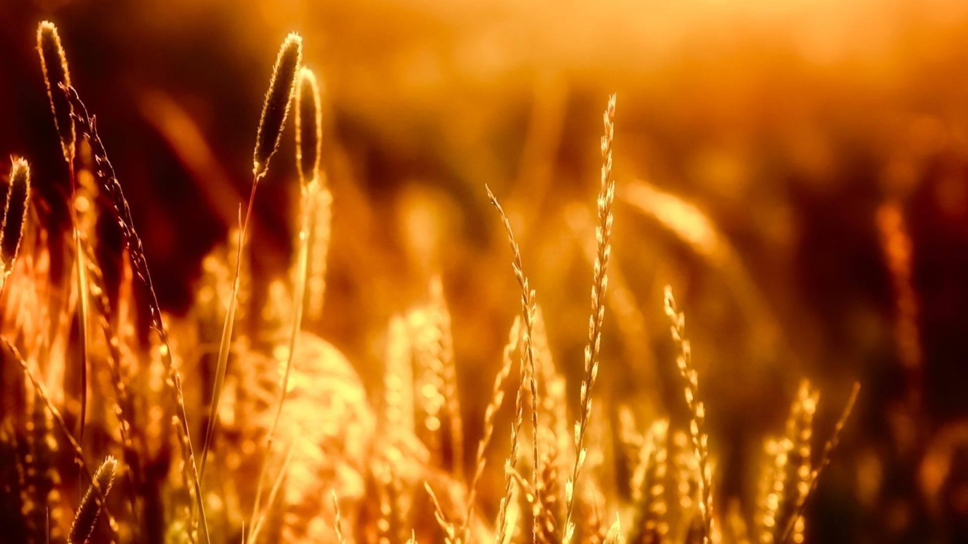 Gold Nature Wallpapers - Top Free Gold Nature Backgrounds - WallpaperAccess