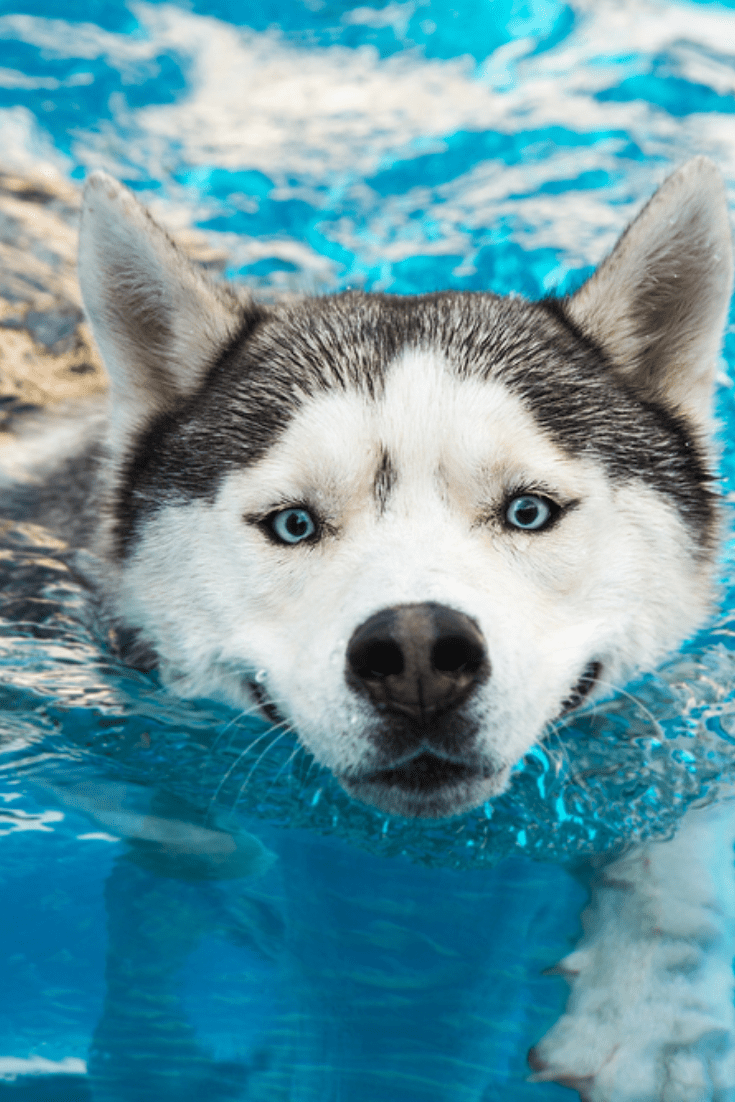 Summer Puppy Wallpapers - Top Free Summer Puppy Backgrounds ...