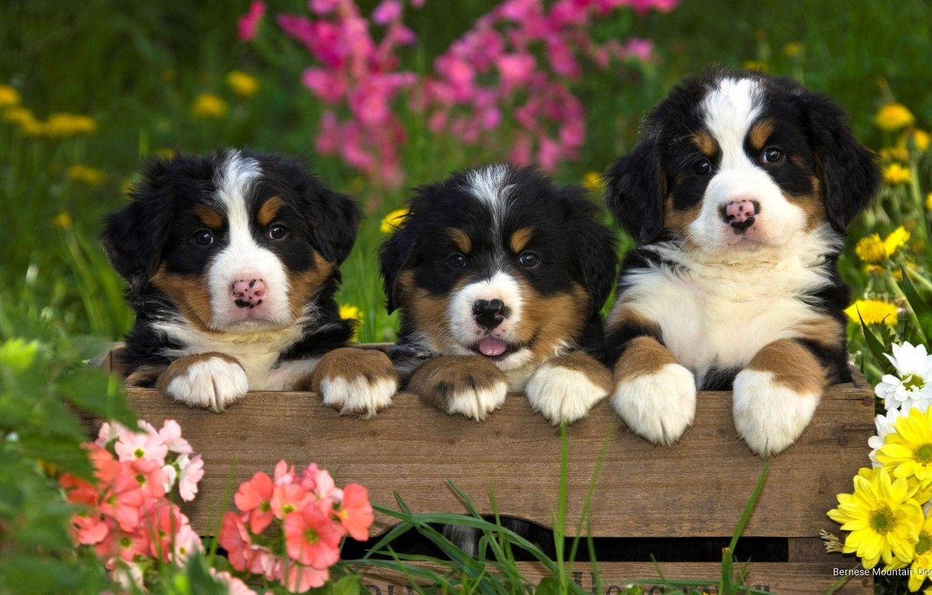 Summer Puppy Wallpapers - Top Free Summer Puppy Backgrounds ...