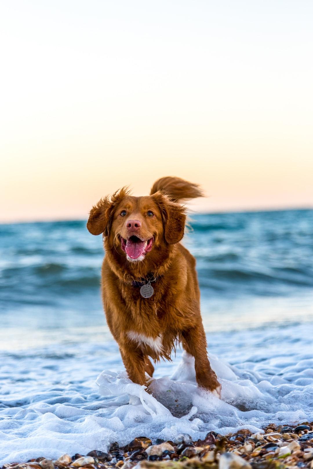 Summer Puppy Wallpapers - Top Free Summer Puppy Backgrounds ...