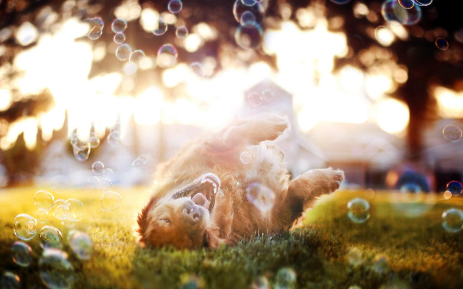 Summer Puppy Wallpapers - Top Free Summer Puppy Backgrounds ...