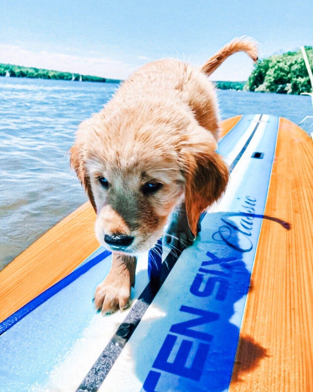 Summer Puppy Wallpapers - Top Free Summer Puppy Backgrounds ...